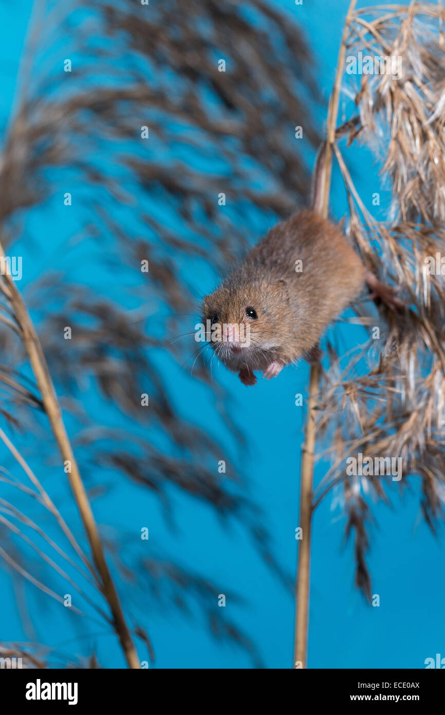 Eurasian Harvest Mouse, Zwergmaus, Zwerg-Maus, Maus, Mäuse ...
