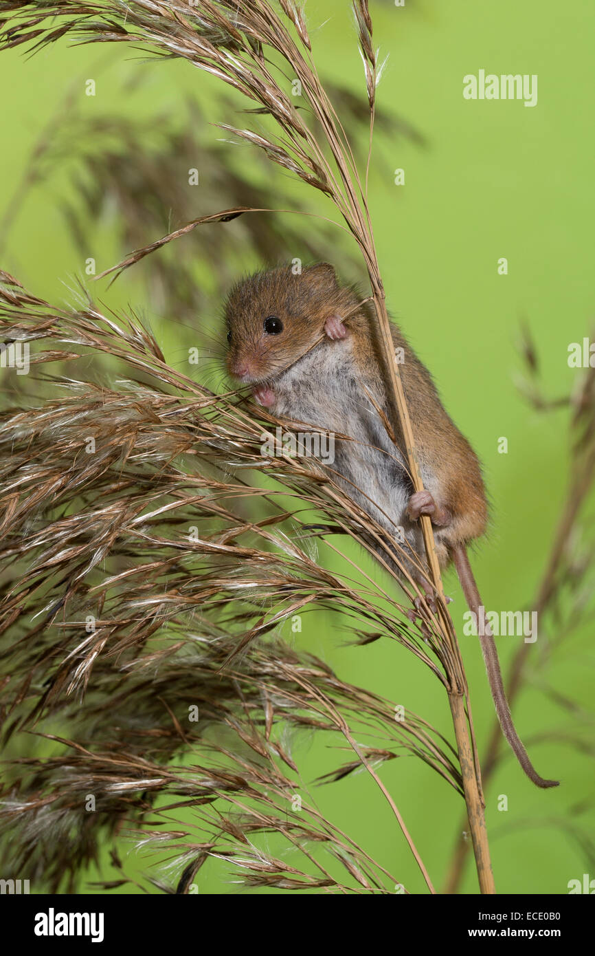 Eurasian Harvest Mouse, Zwergmaus, Zwerg-Maus, Maus, Mäuse ...