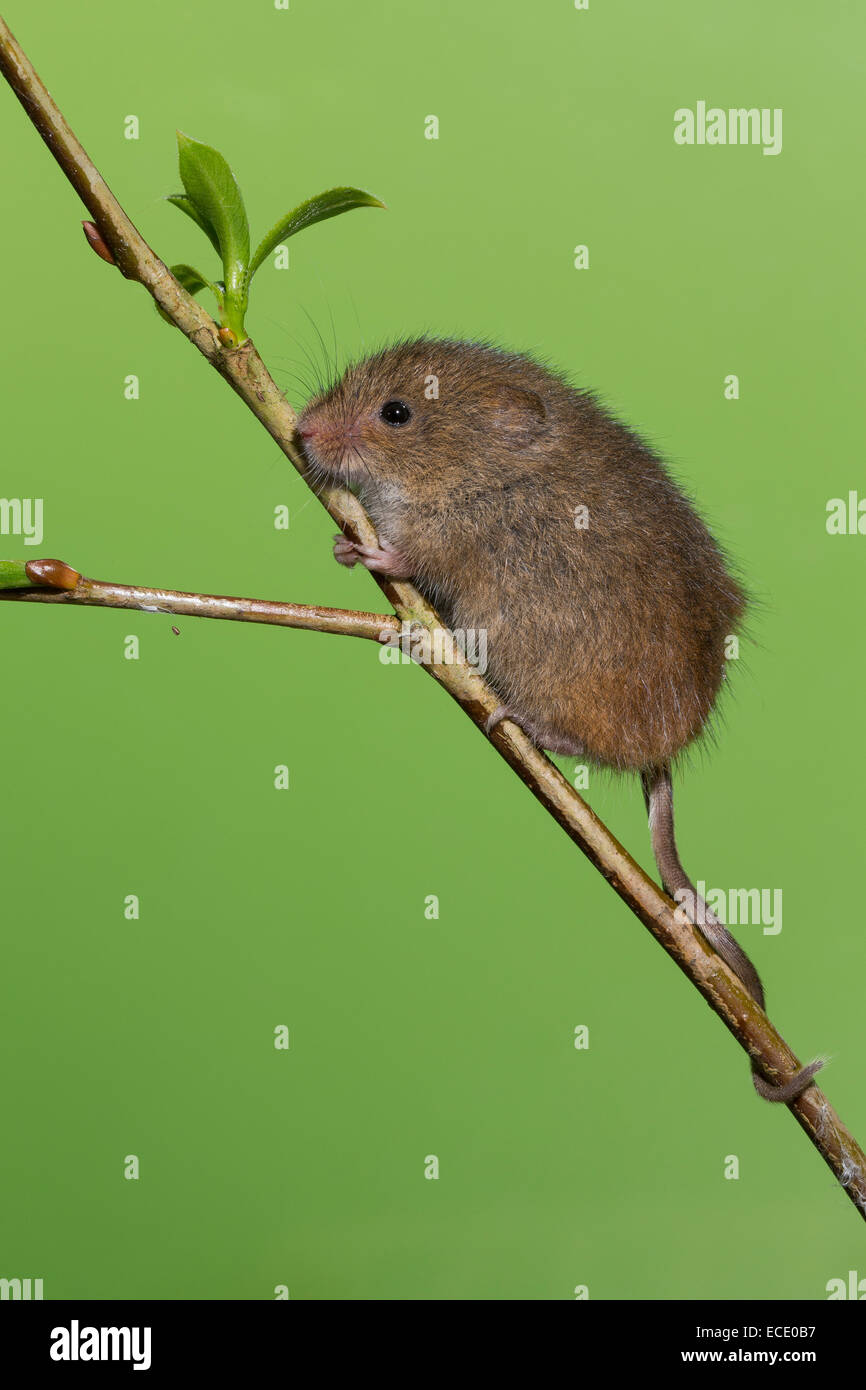 Eurasian Harvest Mouse, Zwergmaus, Zwerg-Maus, Maus, Mäuse ...