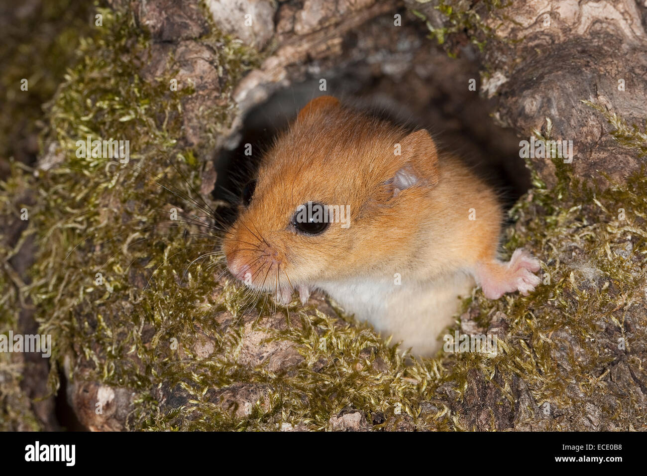 Hazel dormouse, common dormouse, Haselmaus, Baumhöhle, Portrait ...