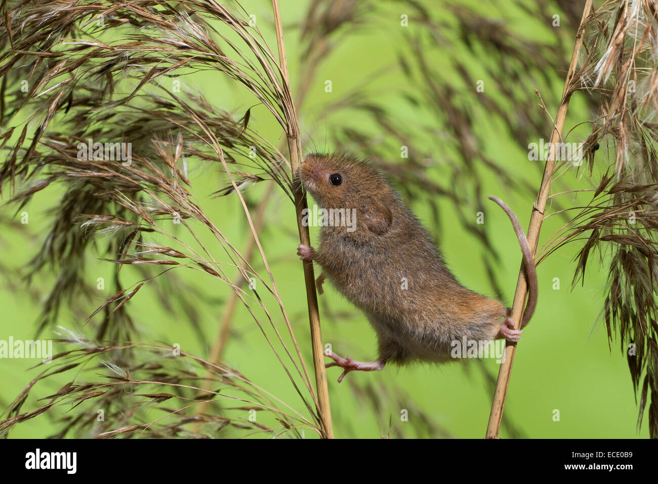 Eurasian Harvest Mouse, Zwergmaus, Zwerg-Maus, Maus, Mäuse ...