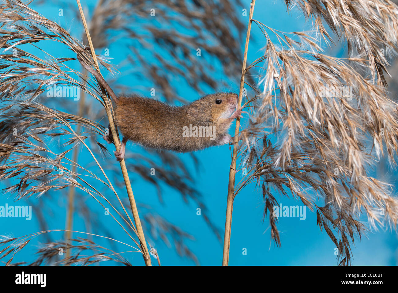 Eurasian Harvest Mouse, Zwergmaus, Zwerg-Maus, Maus, Mäuse ...