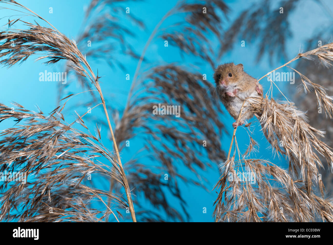 Eurasian Harvest Mouse, Zwergmaus, Zwerg-Maus, Maus, Mäuse ...