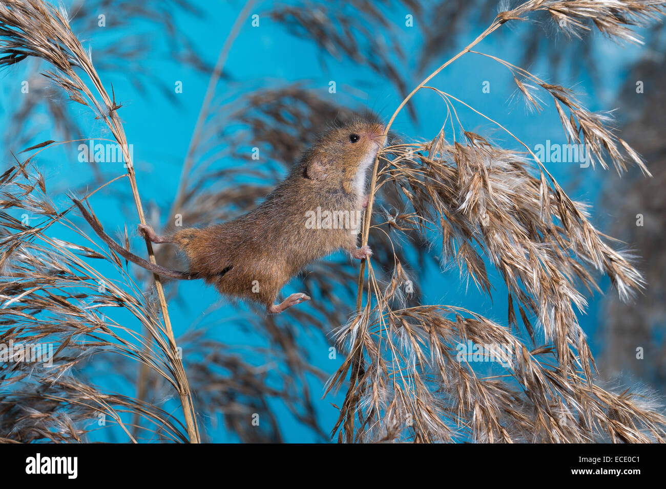 Eurasian Harvest Mouse, Zwergmaus, Zwerg-Maus, Maus, Mäuse ...