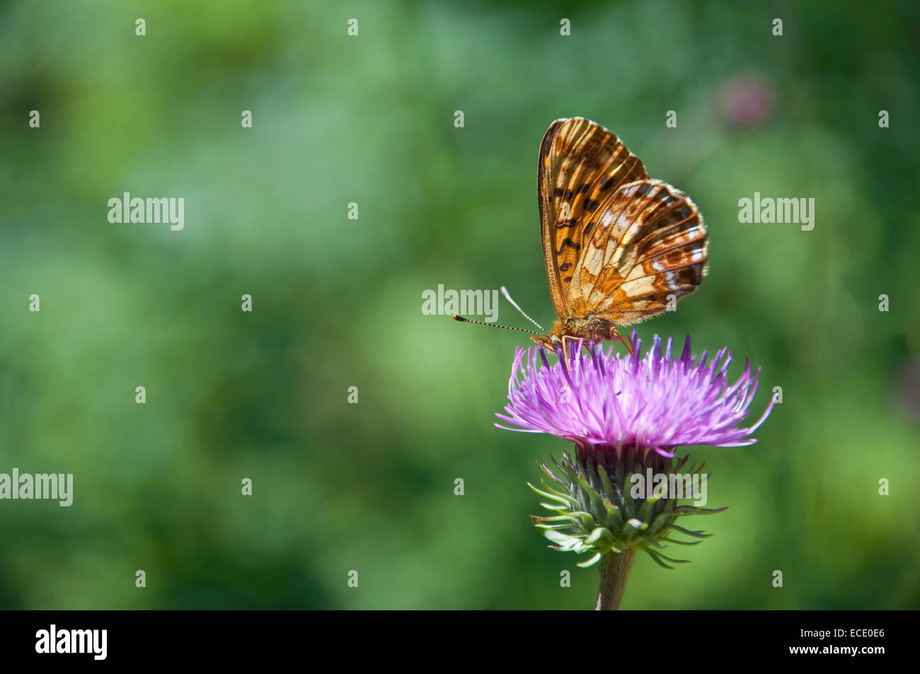 Knapweed Fritillary (Melitaea phoebe occitanica) on Plume Thistle ...
