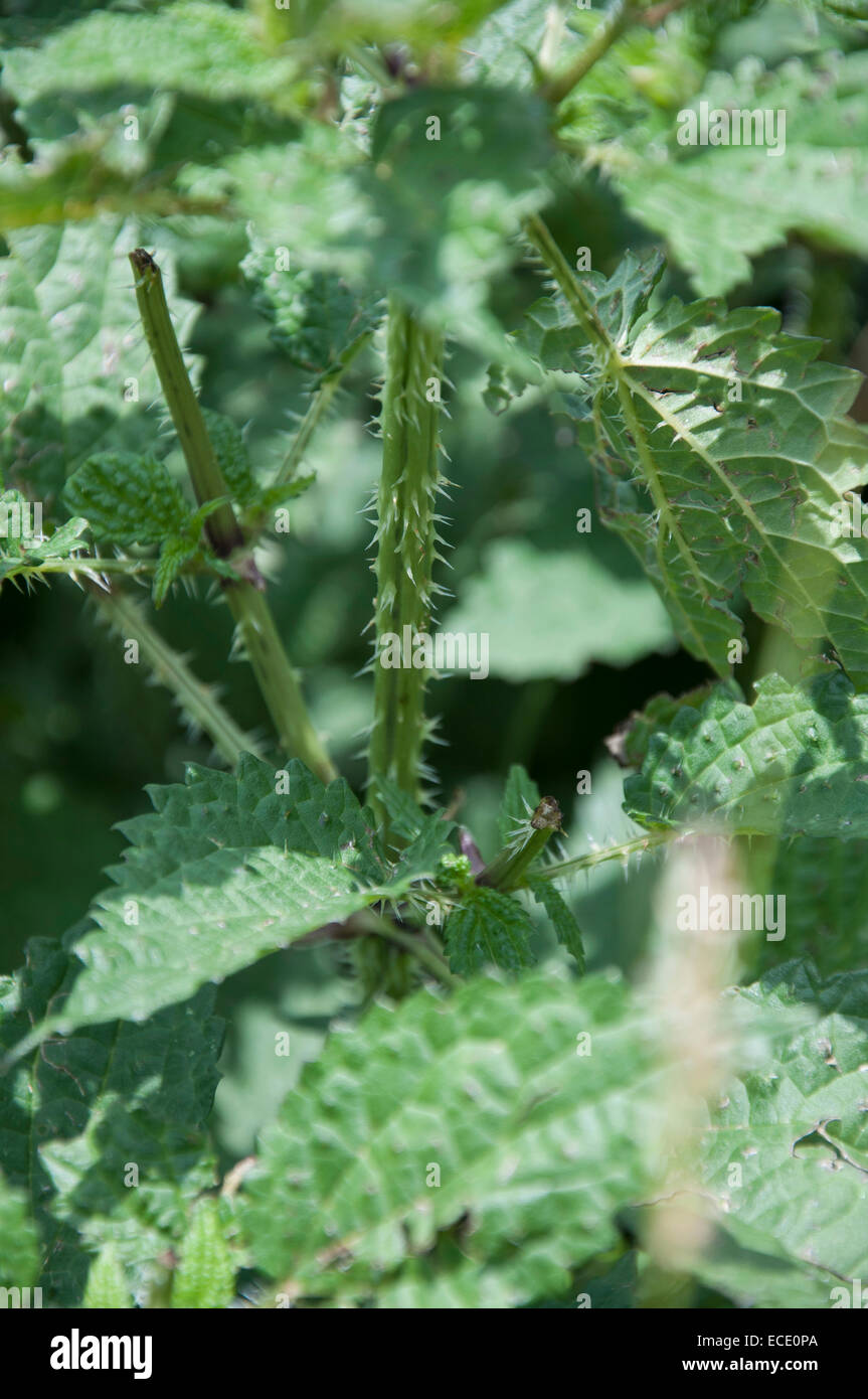Asian stinging nettle plant close up detail Stock Photo - Alamy