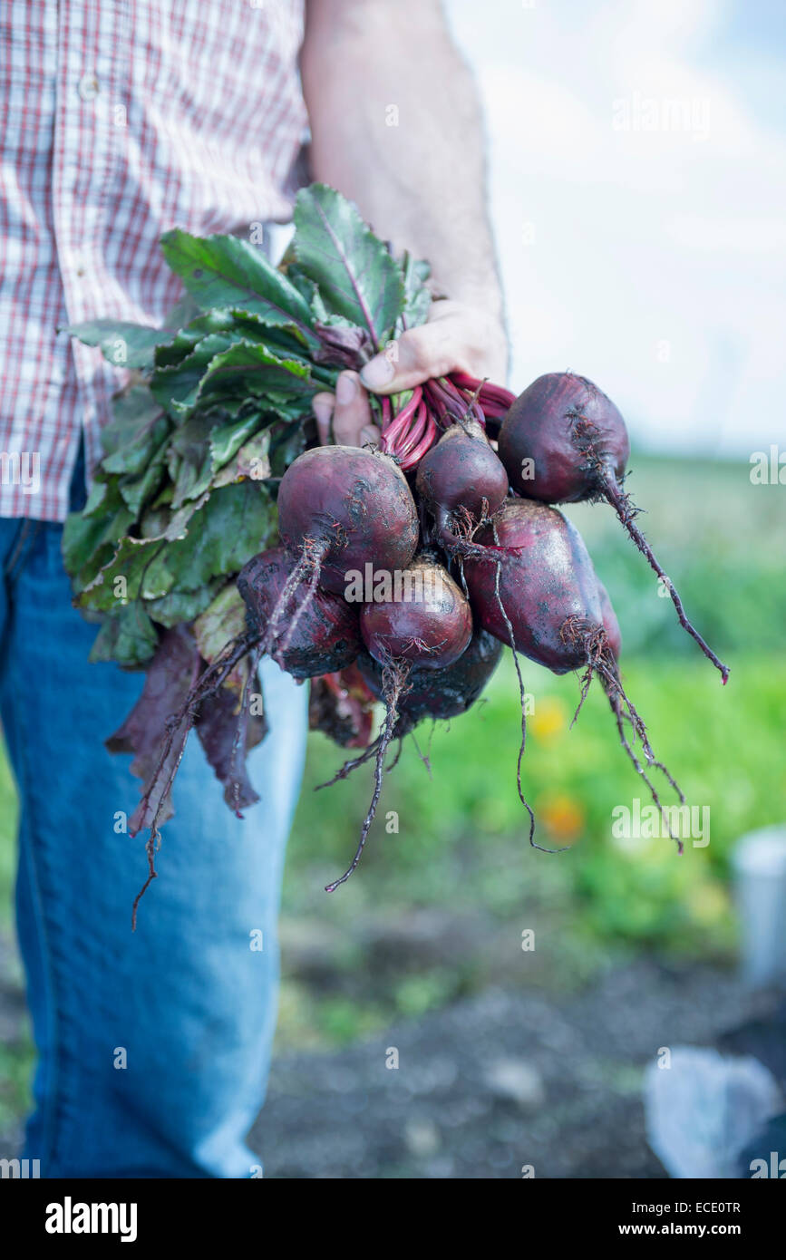 Close-up man hand beetroot holding jeans Stock Photo - Alamy