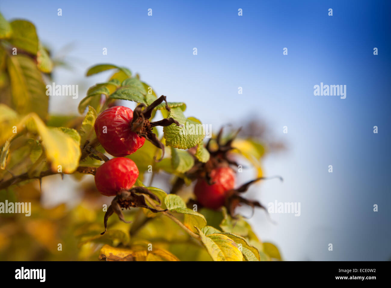 Close up rosehip bud plant detail blue sky Stock Photo - Alamy