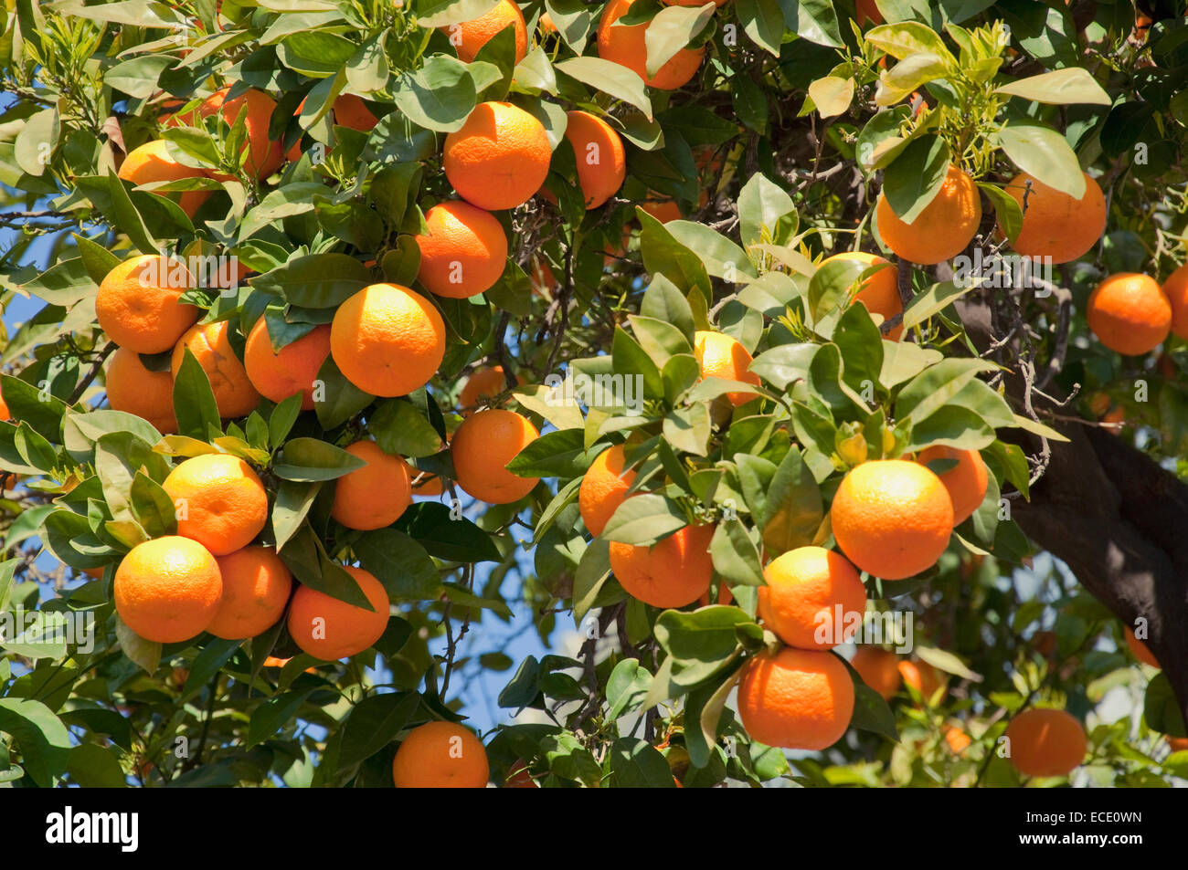 Close up of orange tree Stock Photo - Alamy