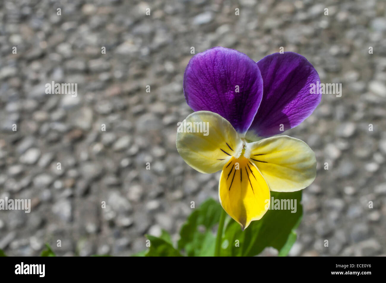 Close-up wild pansy flower close-up detail Stock Photo - Alamy