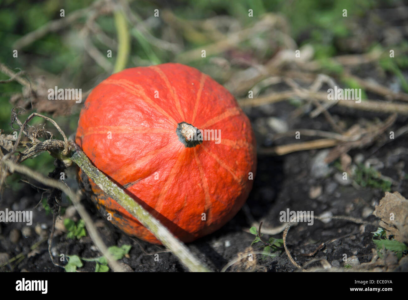 Orange pumpkin earth garden close-up Stock Photo - Alamy