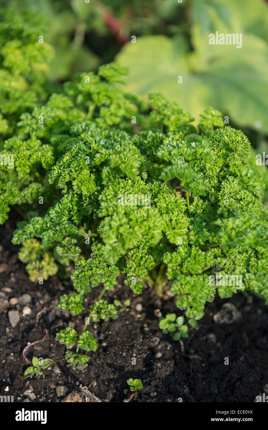 Parsley plant garden earth close-up detail Stock Photo - Alamy