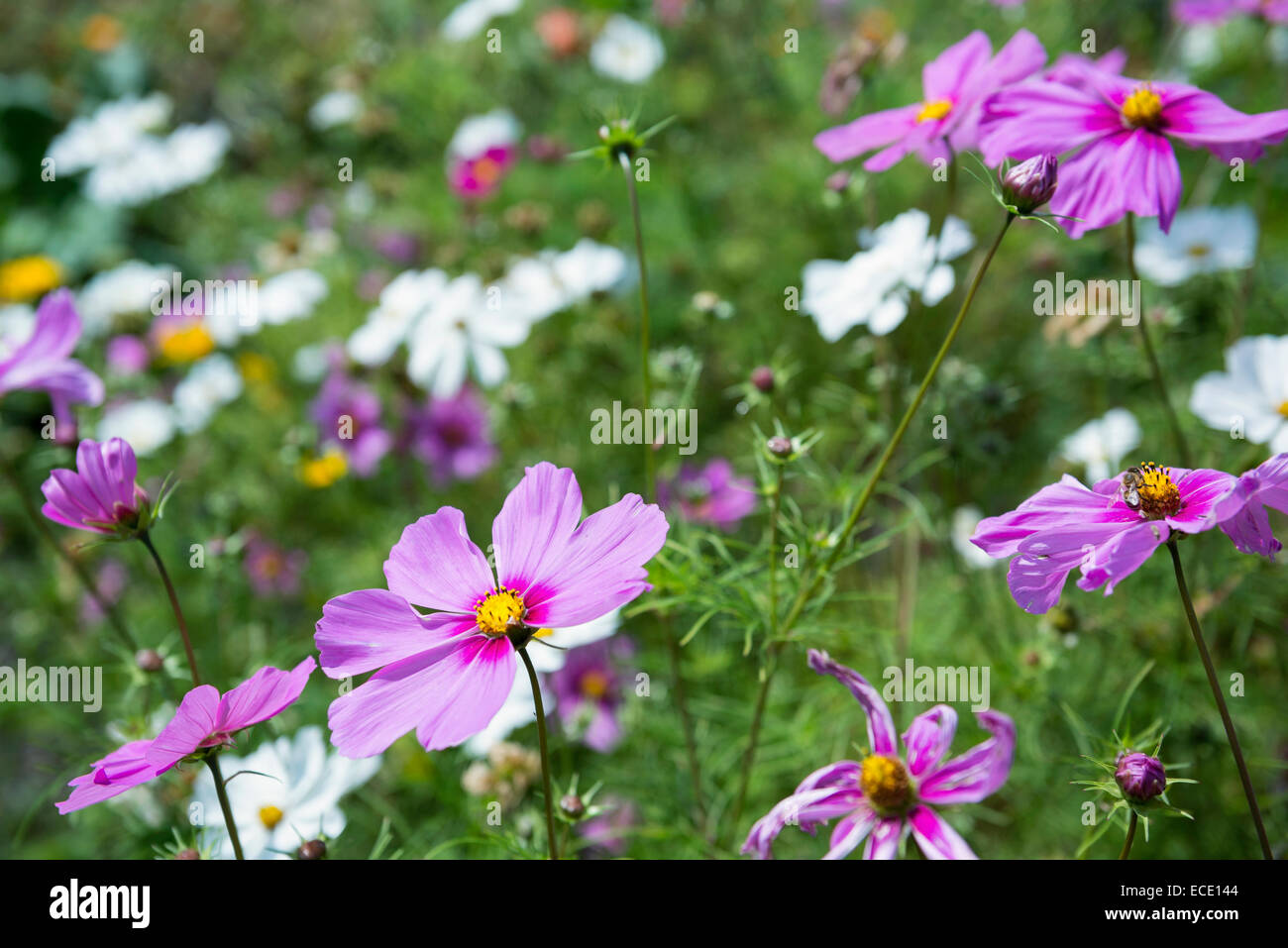 Cosmos wild flowers pink white field Stock Photo - Alamy