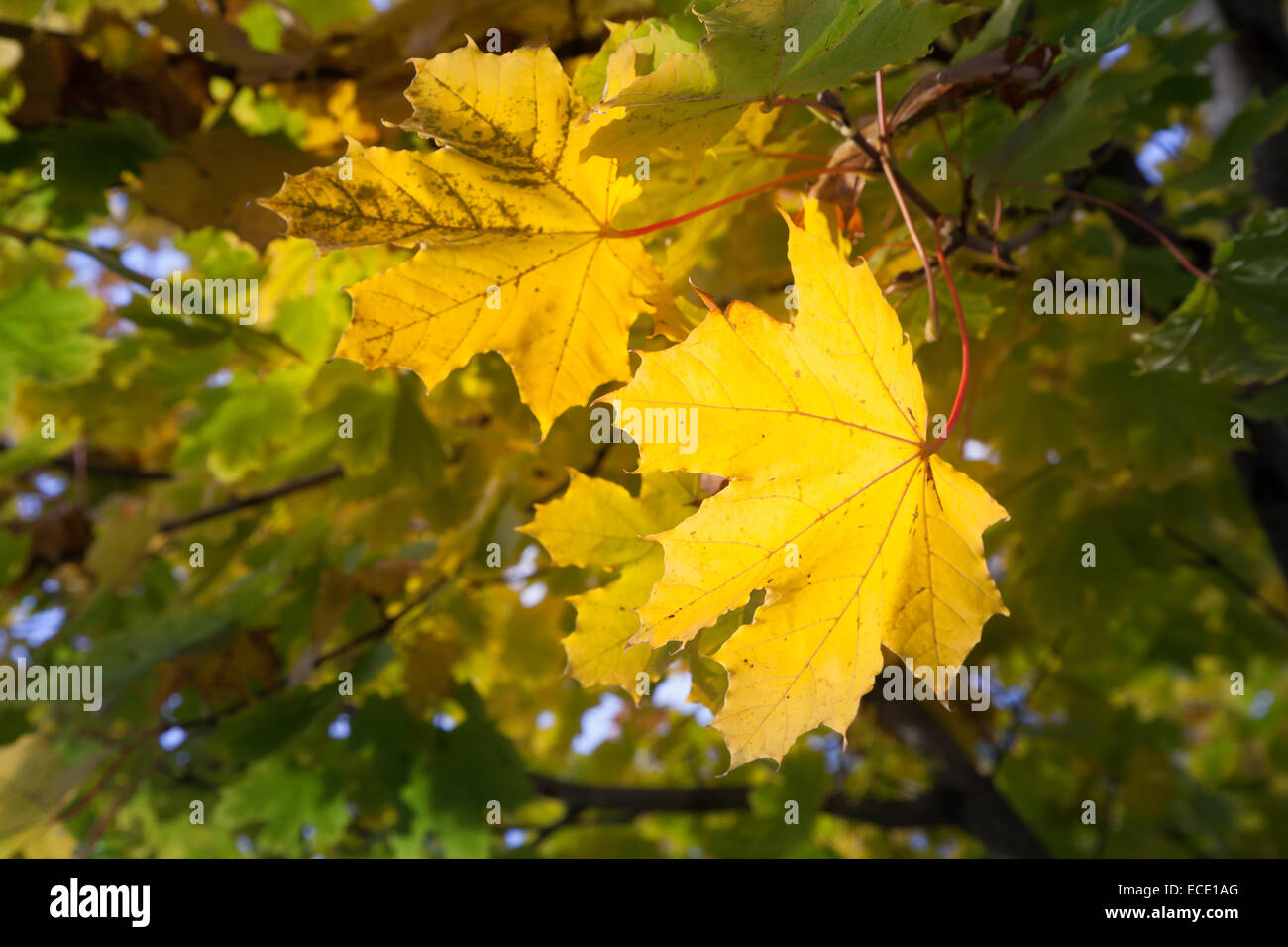 Maple tree without leaves hi-res stock photography and images - Alamy