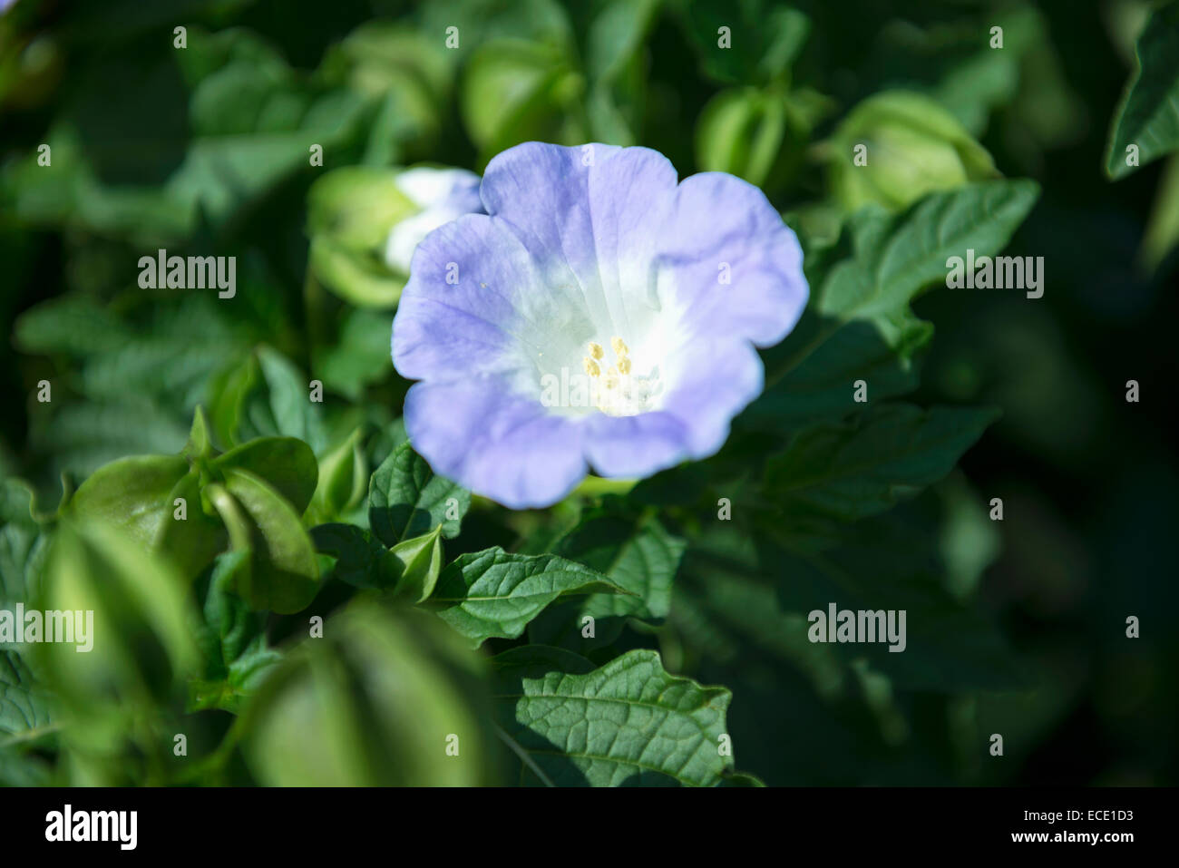 Shoo-fly flower plant blue close-up blossom Stock Photo - Alamy