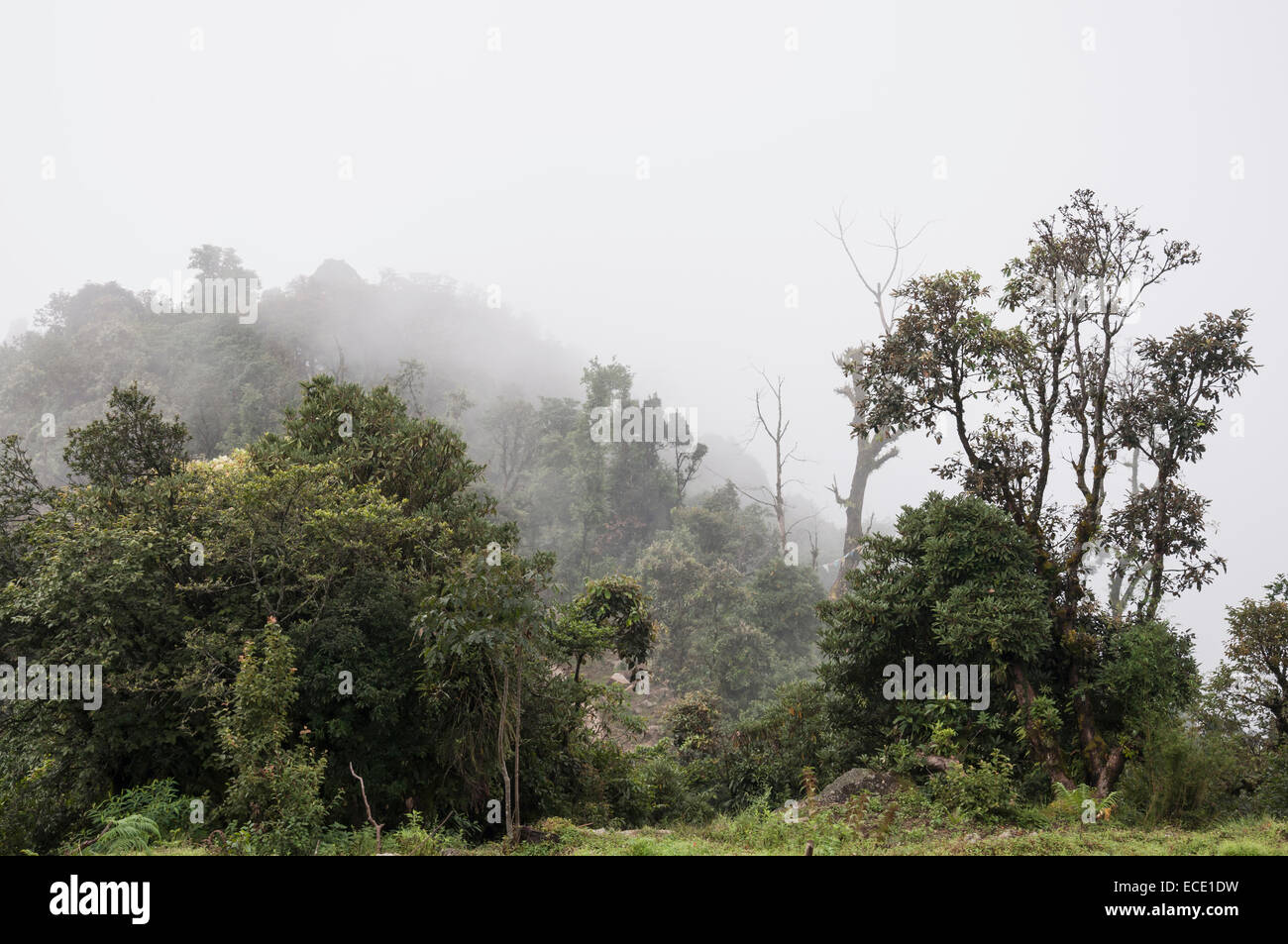 Rainforest trees mist mountains landscape Stock Photo - Alamy