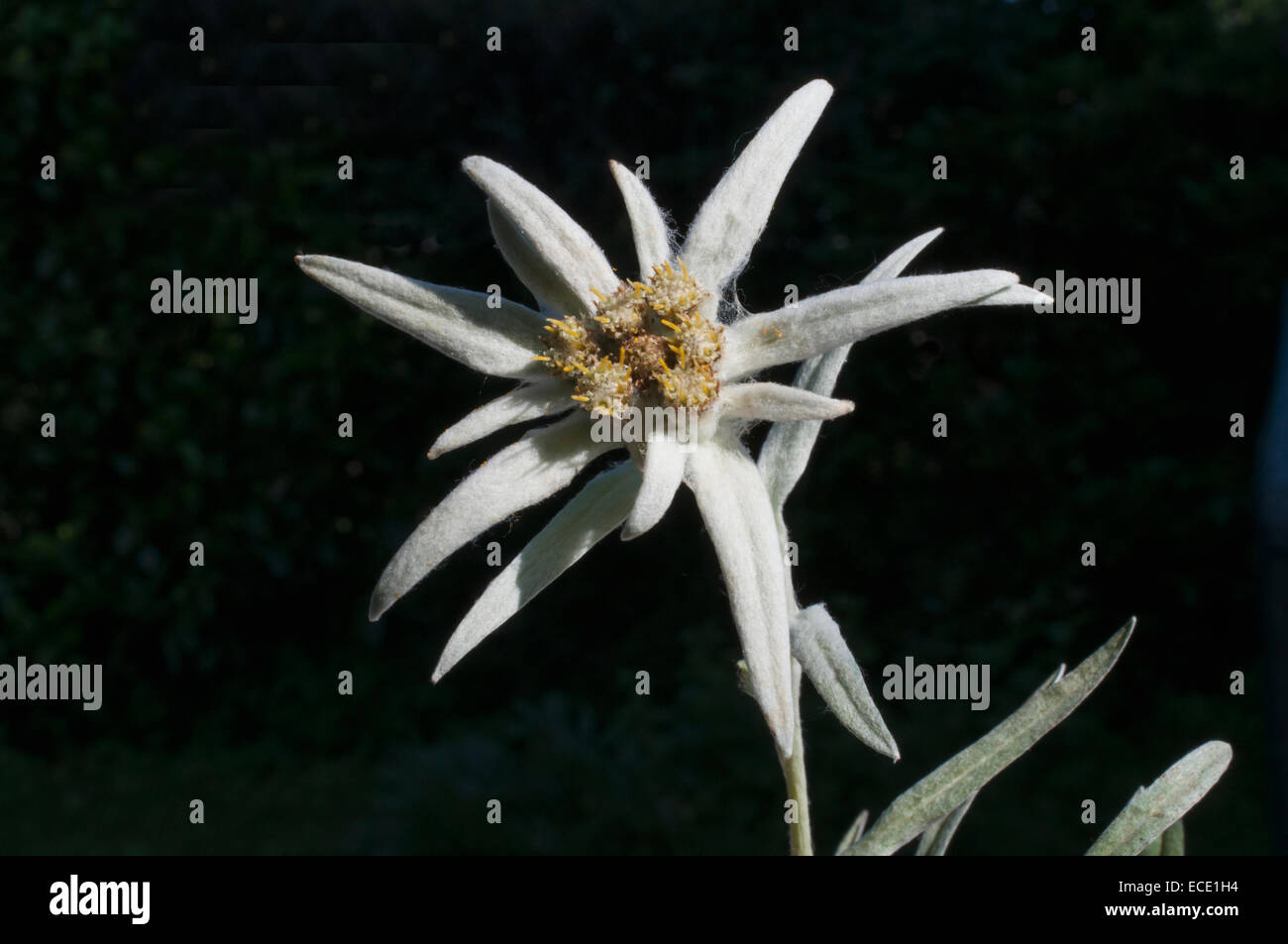 Edelweiss cut out hi-res stock photography and images - Alamy
