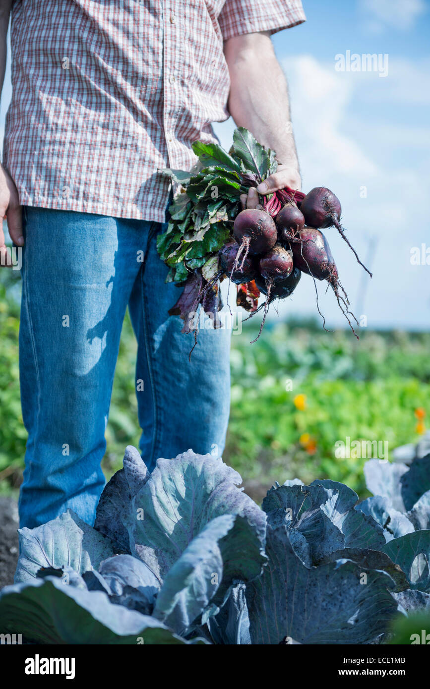 Man garden beetroot cabbage harvest Stock Photo - Alamy