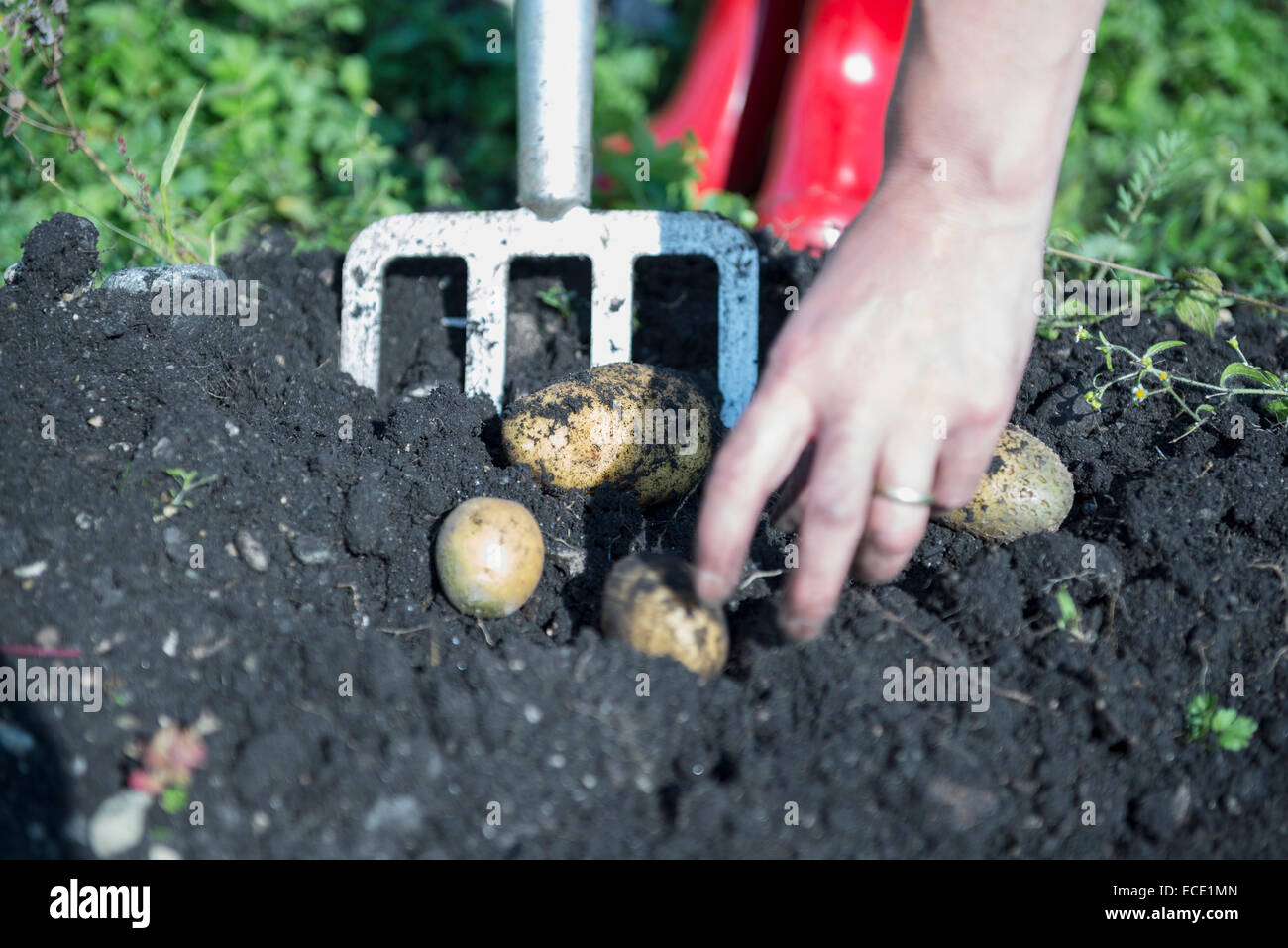 Woman picking potatoes earth fresh garden Stock Photo - Alamy