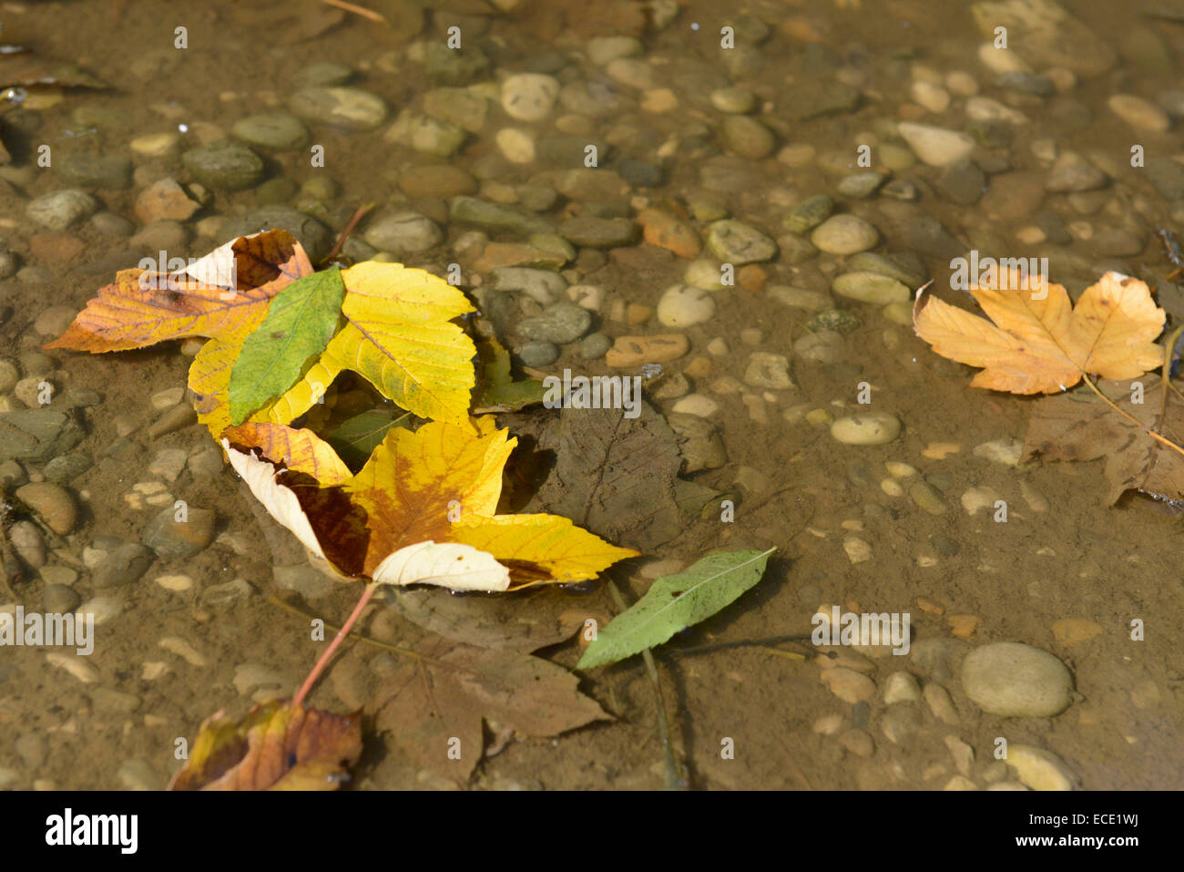 Leaves Floating Puddle High Resolution Stock Photography and Images - Alamy