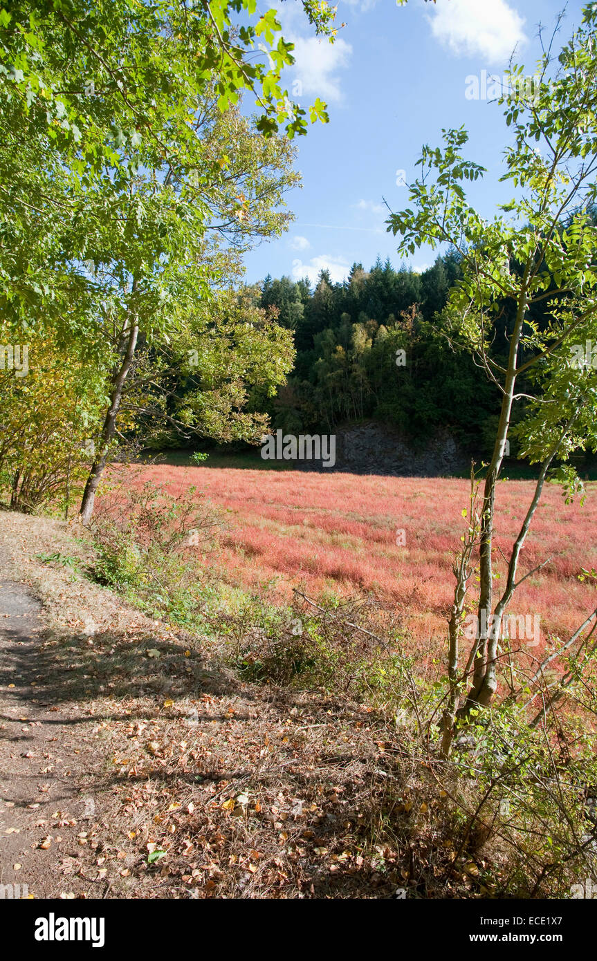 View of marsh area in Harz National Park, Germany Stock Photo - Alamy