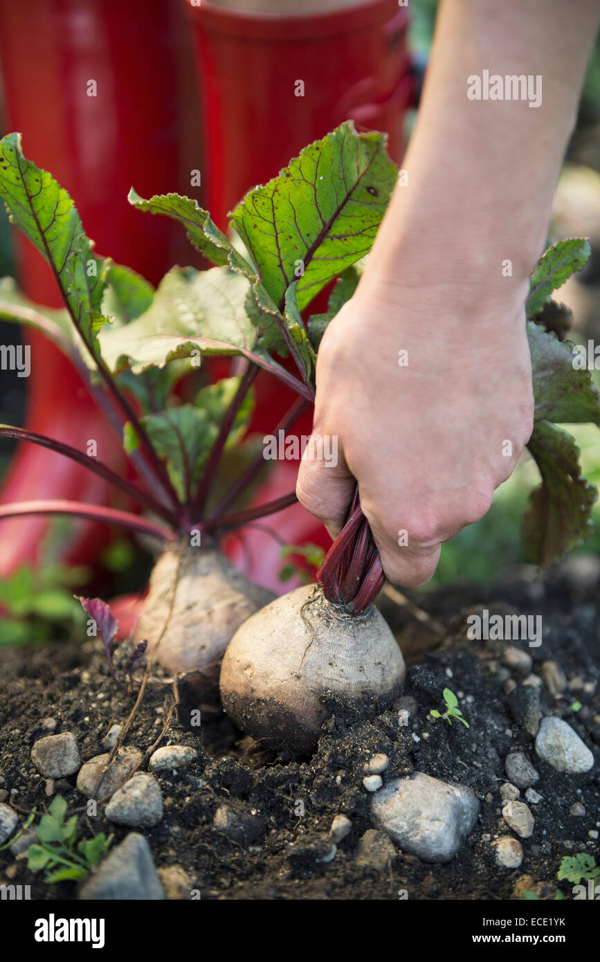 Earth garden harvest crop beet root hand Stock Photo - Alamy