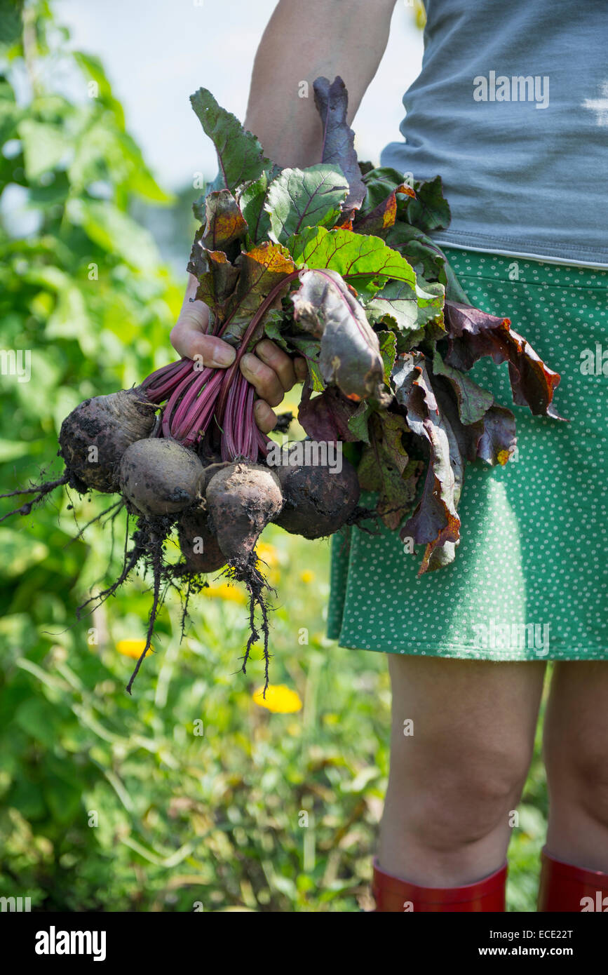 Close-up hand beet root fresh garden crop Stock Photo - Alamy
