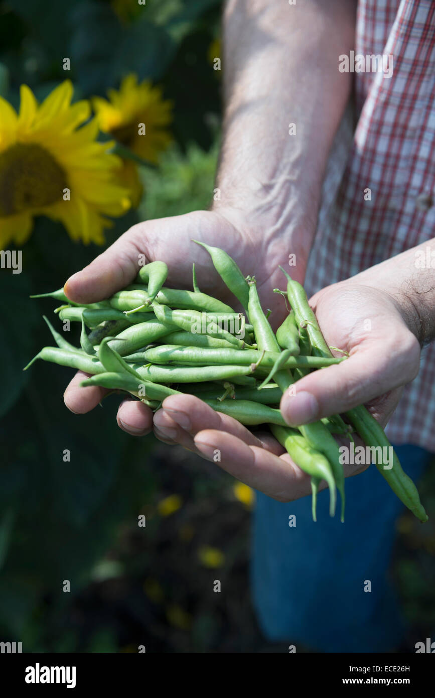 Fresh green beans man hands holding Stock Photo - Alamy