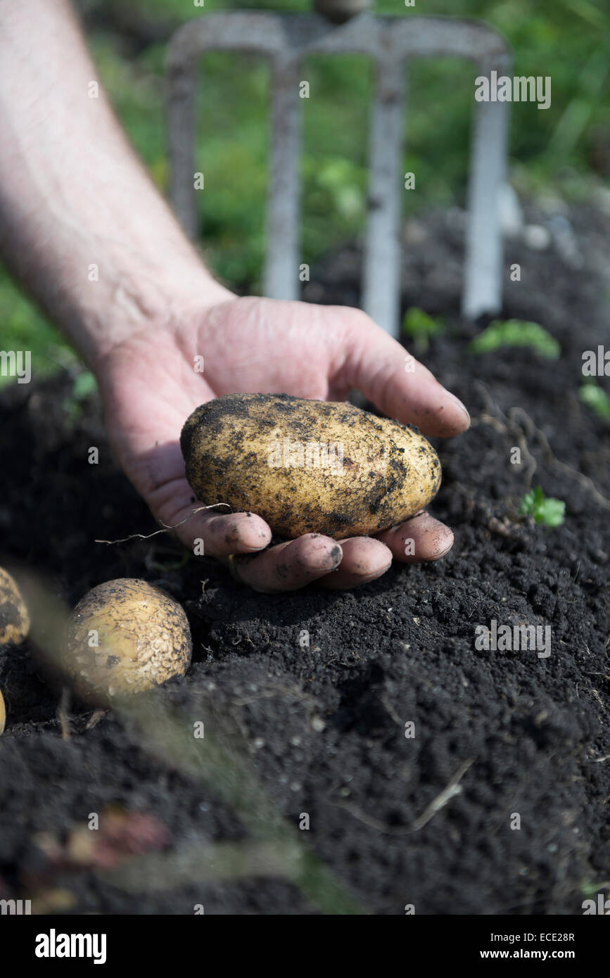 Garden pitchfork man gathering potatoes Stock Photo - Alamy