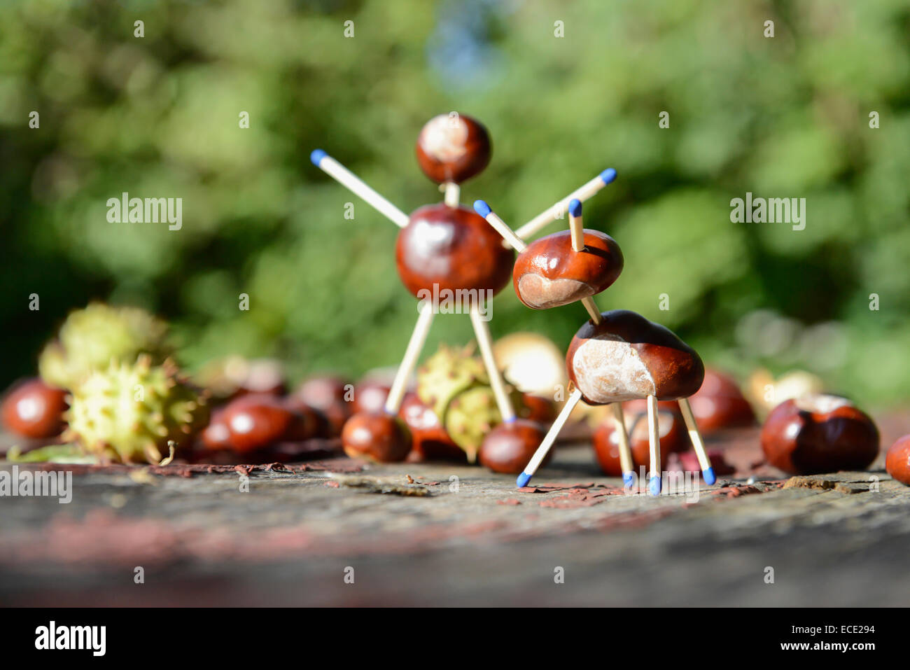 Horse chestnut human shape symbolic Autumn Stock Photo - Alamy