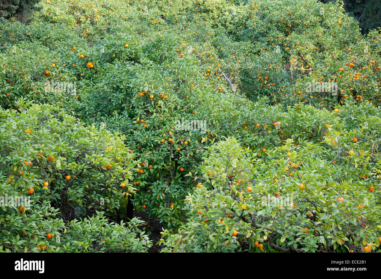Orange tree plantation Stock Photo - Alamy