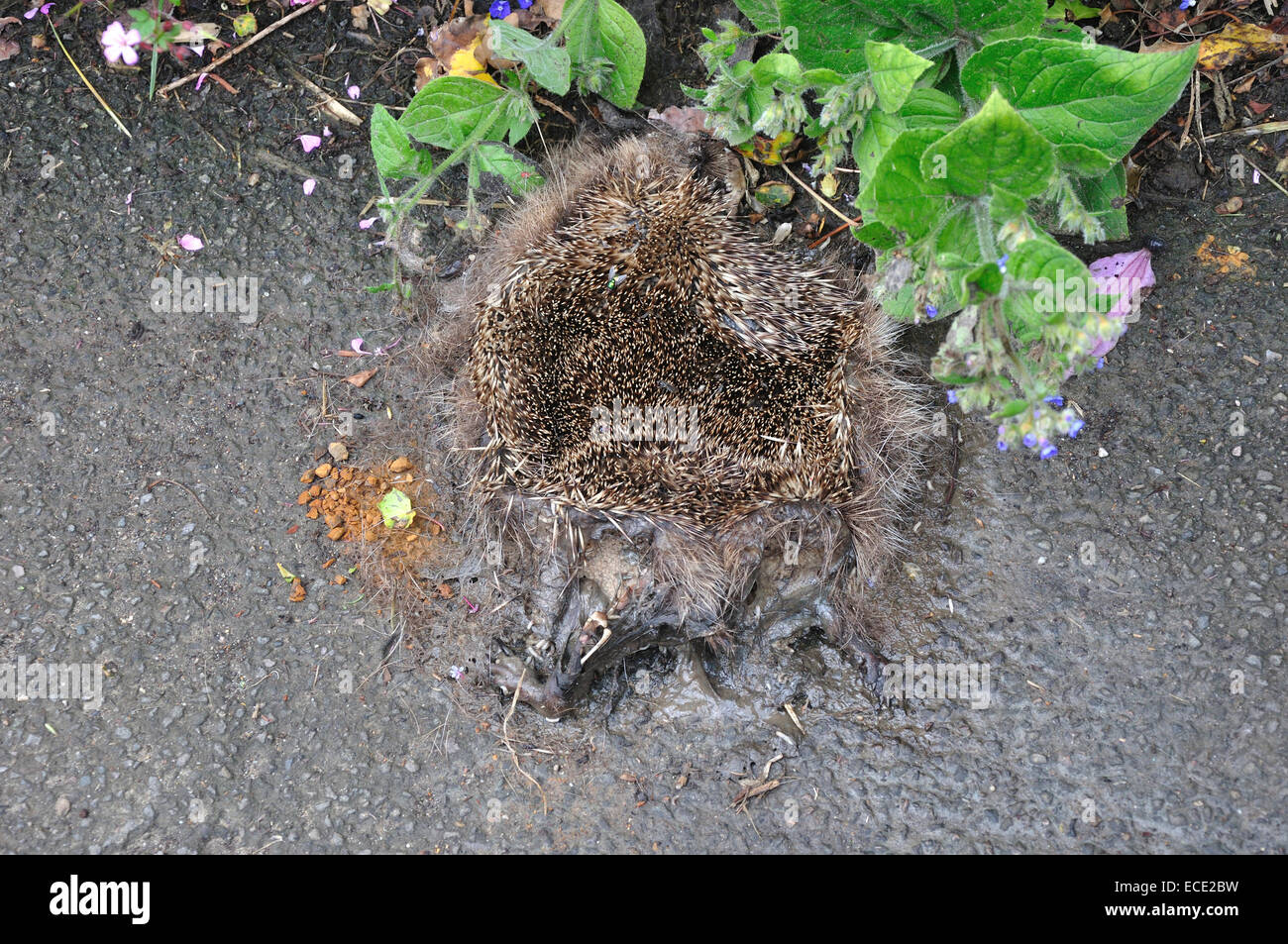Hedgehog road casualty dead hi-res stock photography and images - Alamy