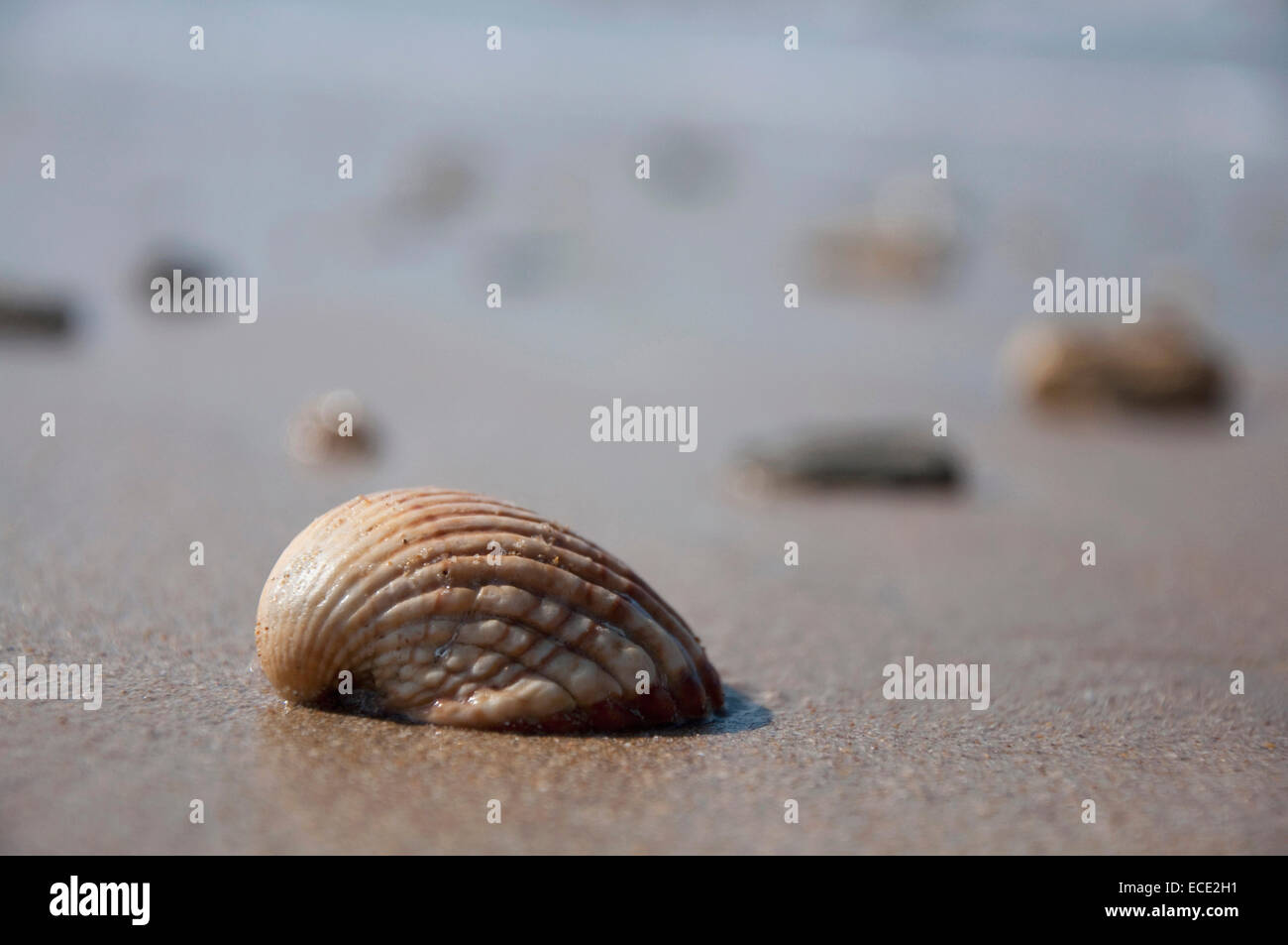 Close up of sea shell on beach near atlantic ocean Stock Photo - Alamy