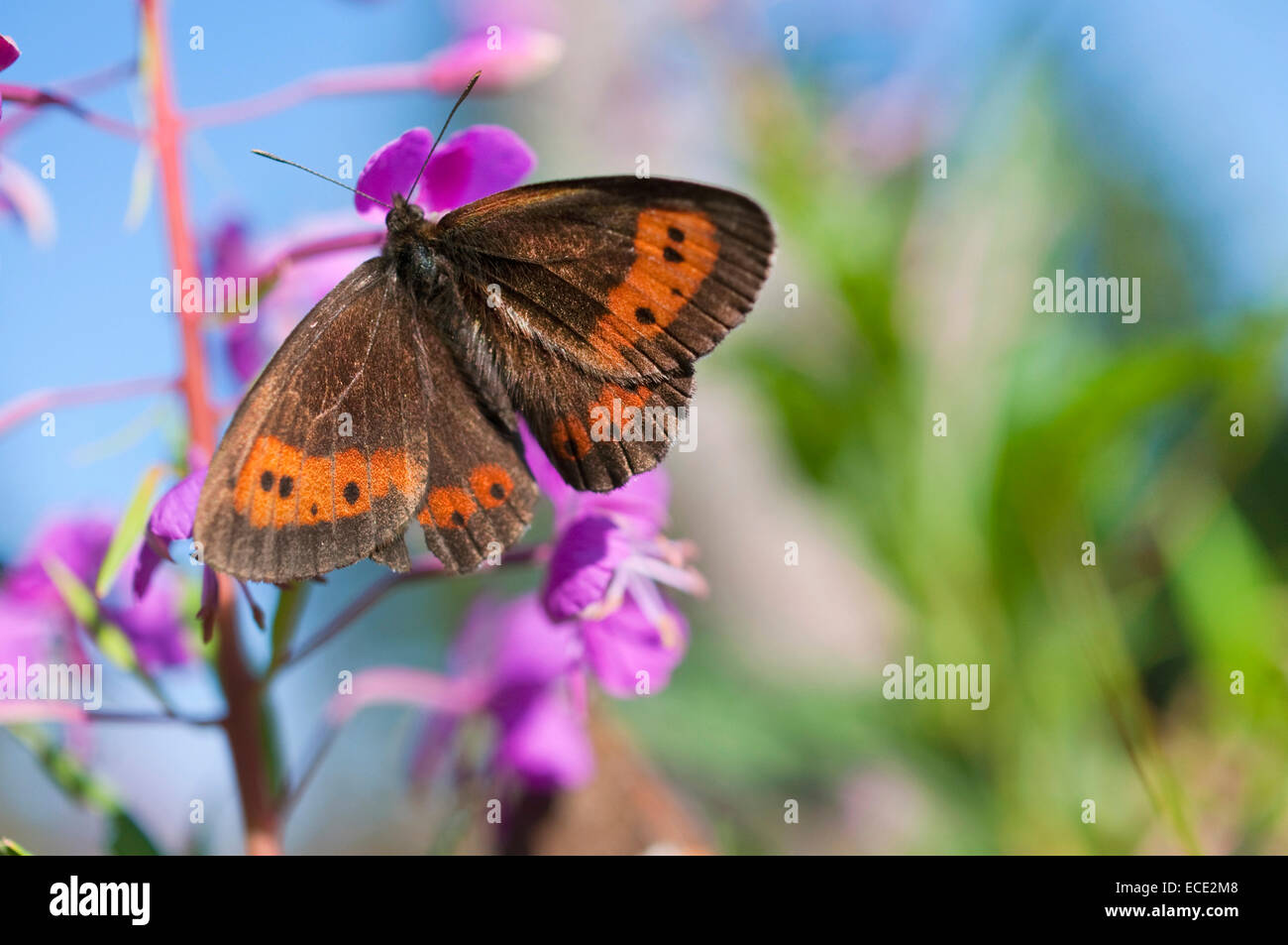 Bavarian butterfly flower hi-res stock photography and images - Alamy
