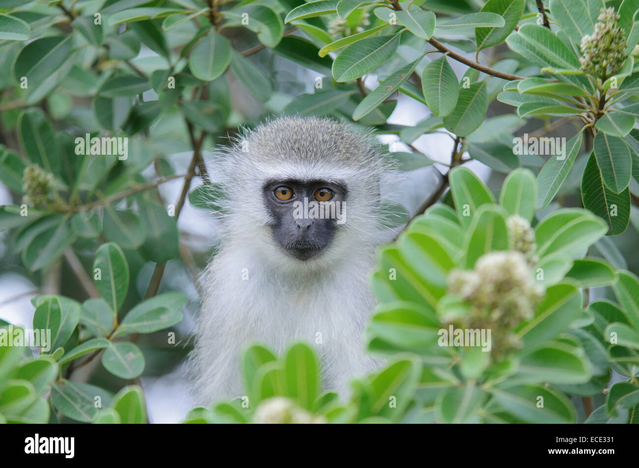 Vervet Monkey (Cercopithecus pygerythrus) looking out of a tree ...
