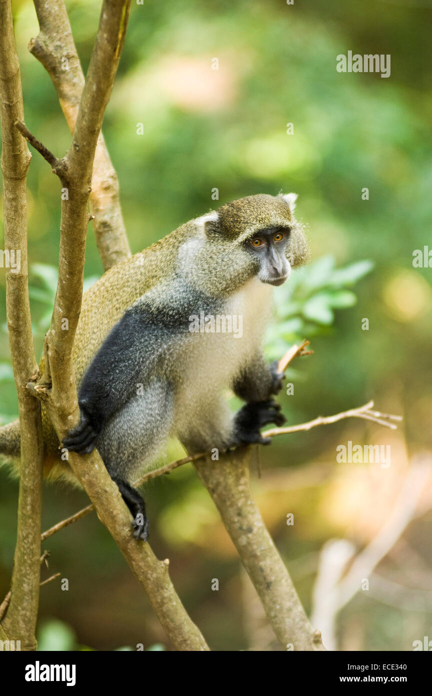 White-lipped Guenon, Samango Monkey (Cercopithecus mitis labiatus) on ...