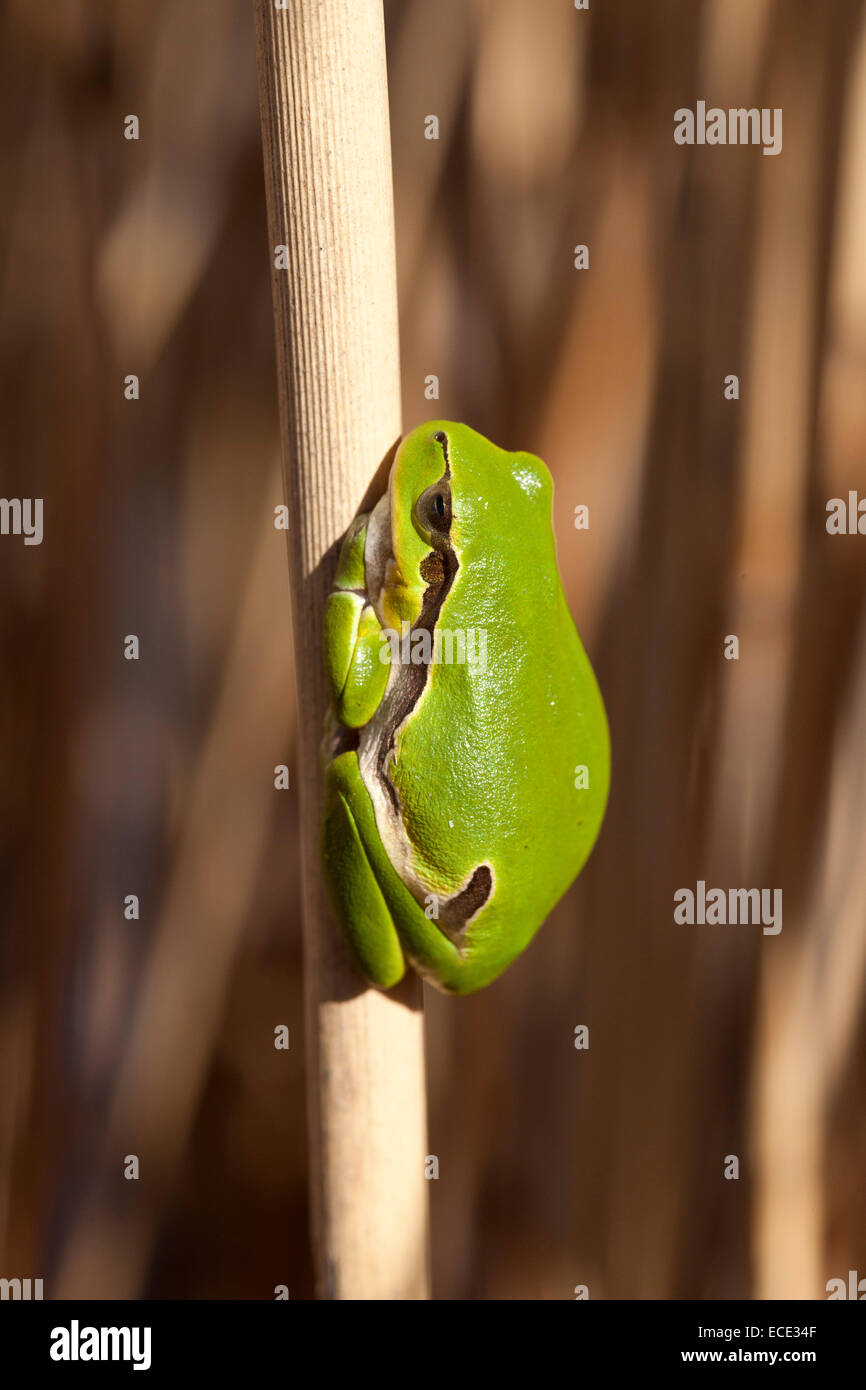 European tree frog treefrog hi-res stock photography and images - Alamy