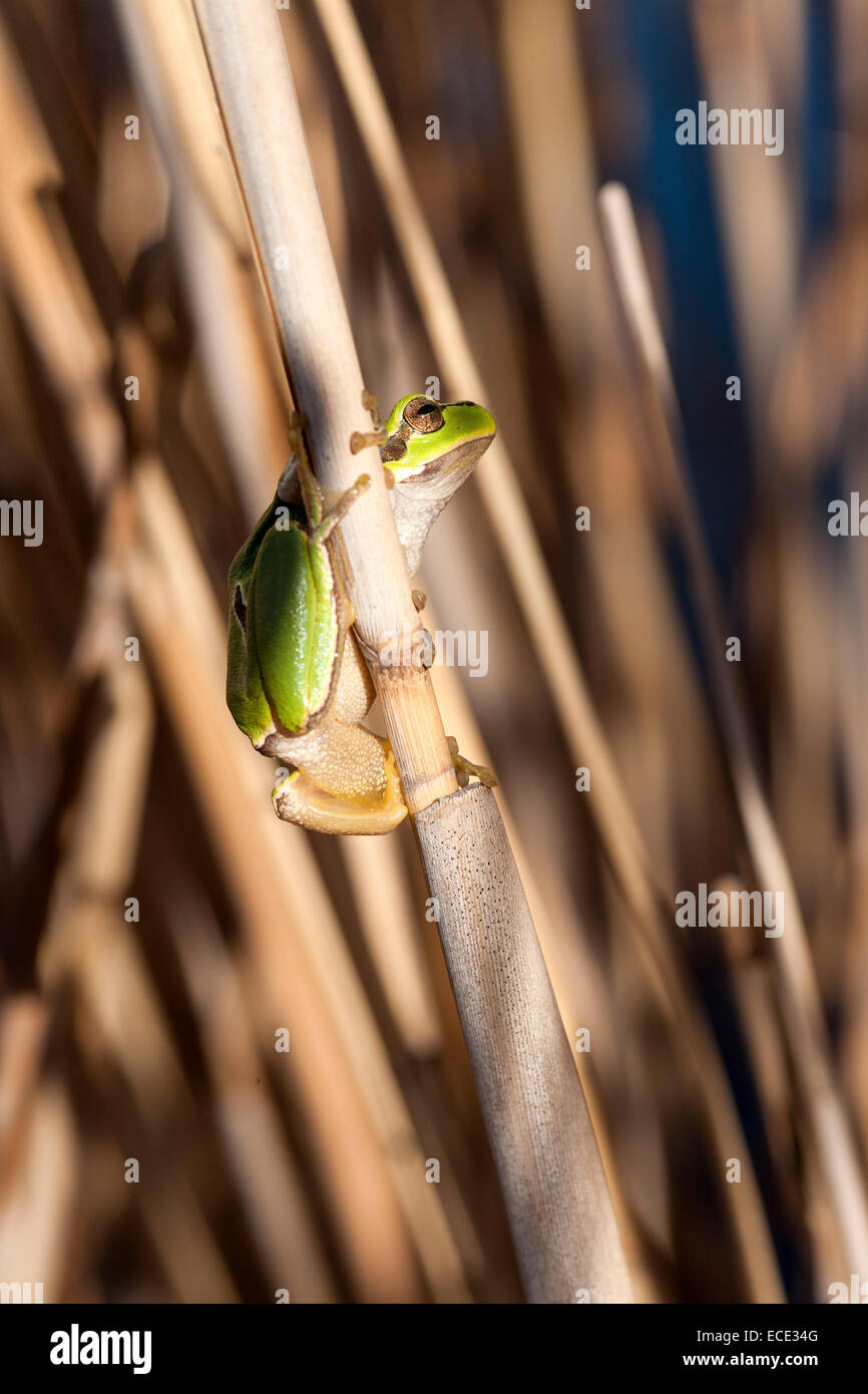 European tree frog treefrog hi-res stock photography and images - Alamy