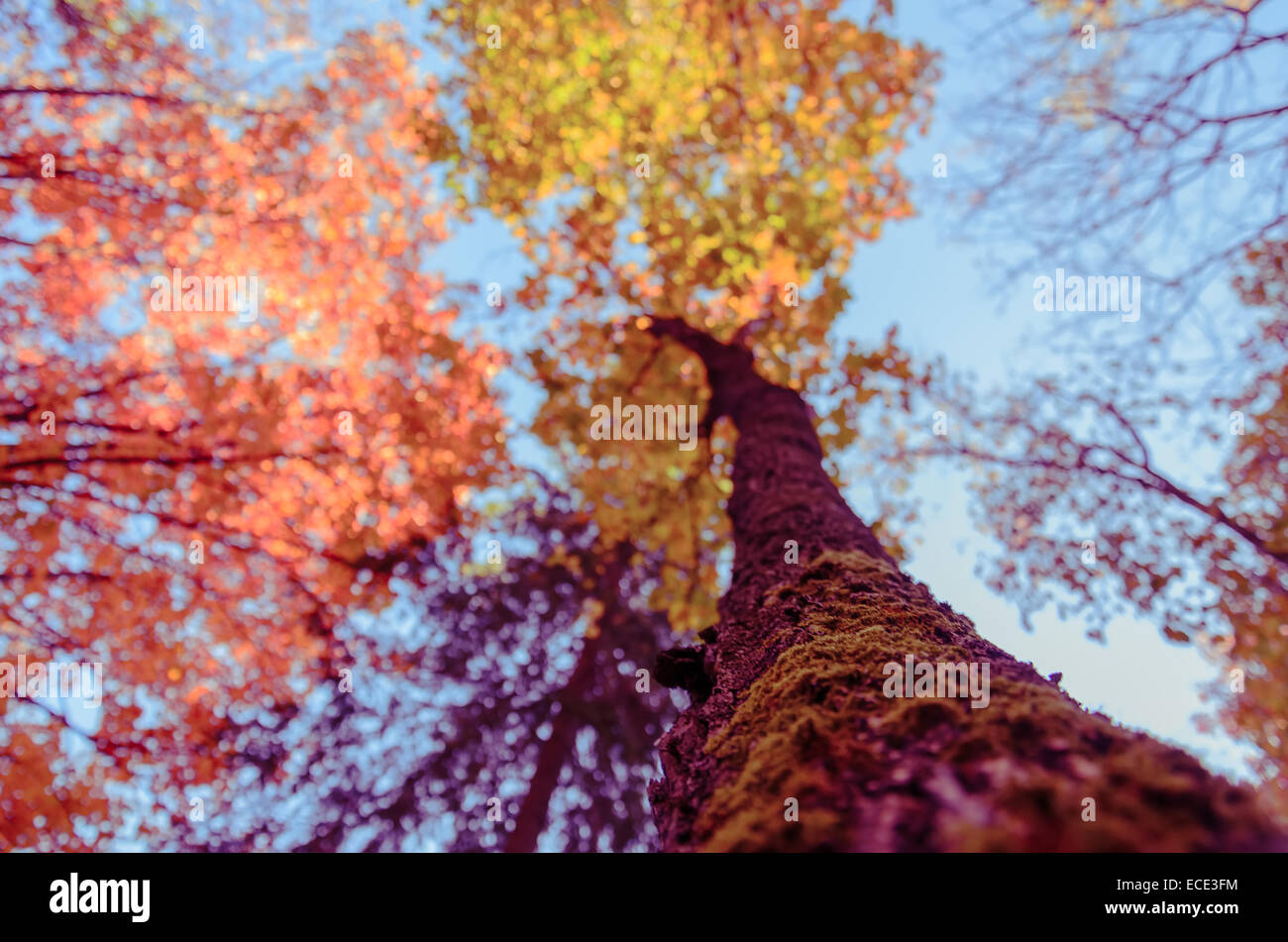 Unusual fall colors hi-res stock photography and images - Alamy