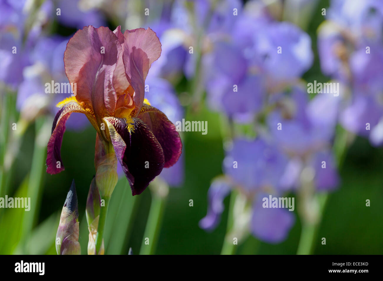 Bearded Iris, Iris barbata hybrid (Iris Stock Photo - Alamy