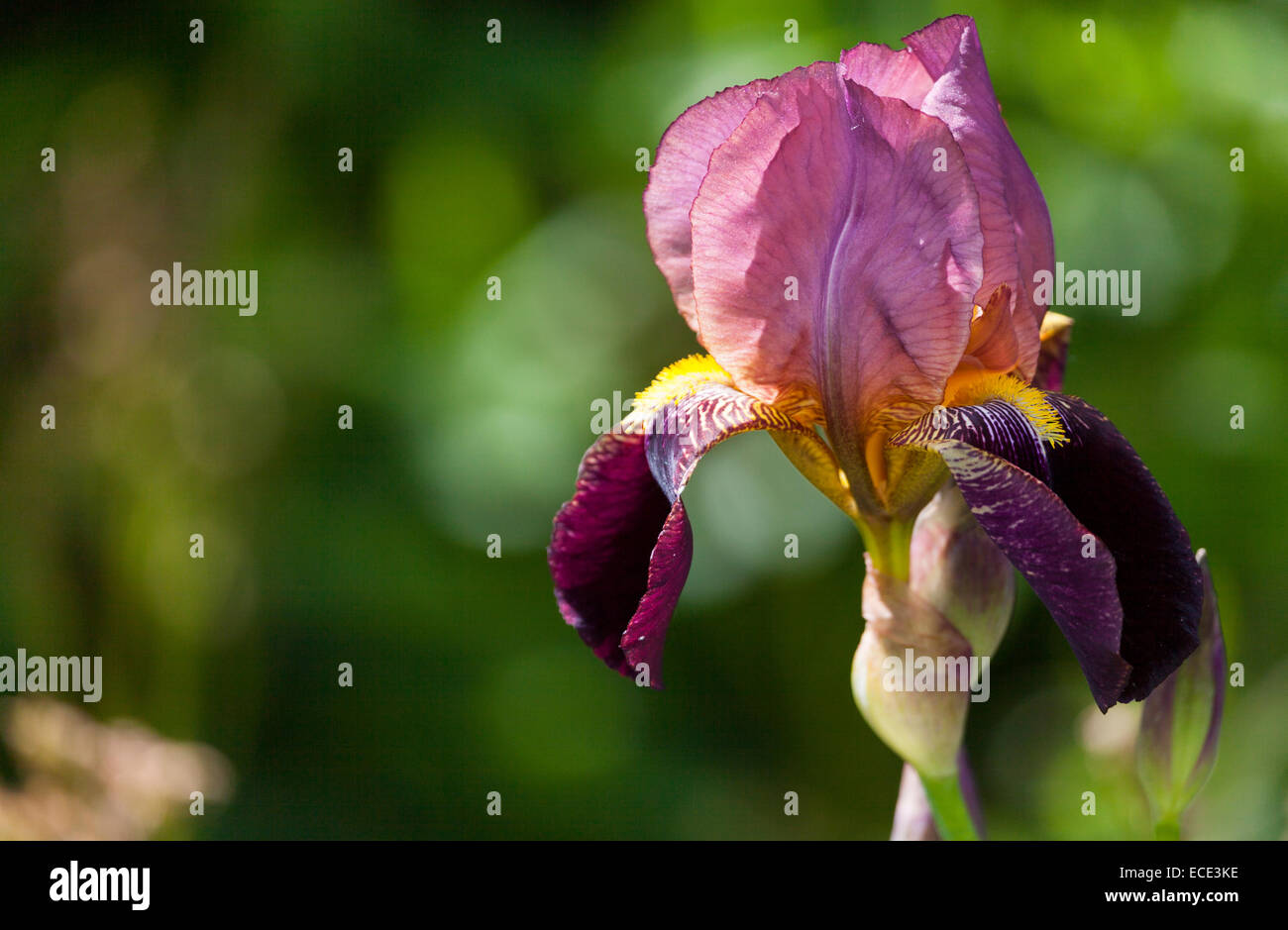 Bearded Iris, Iris barbata hybrid (Iris Stock Photo - Alamy