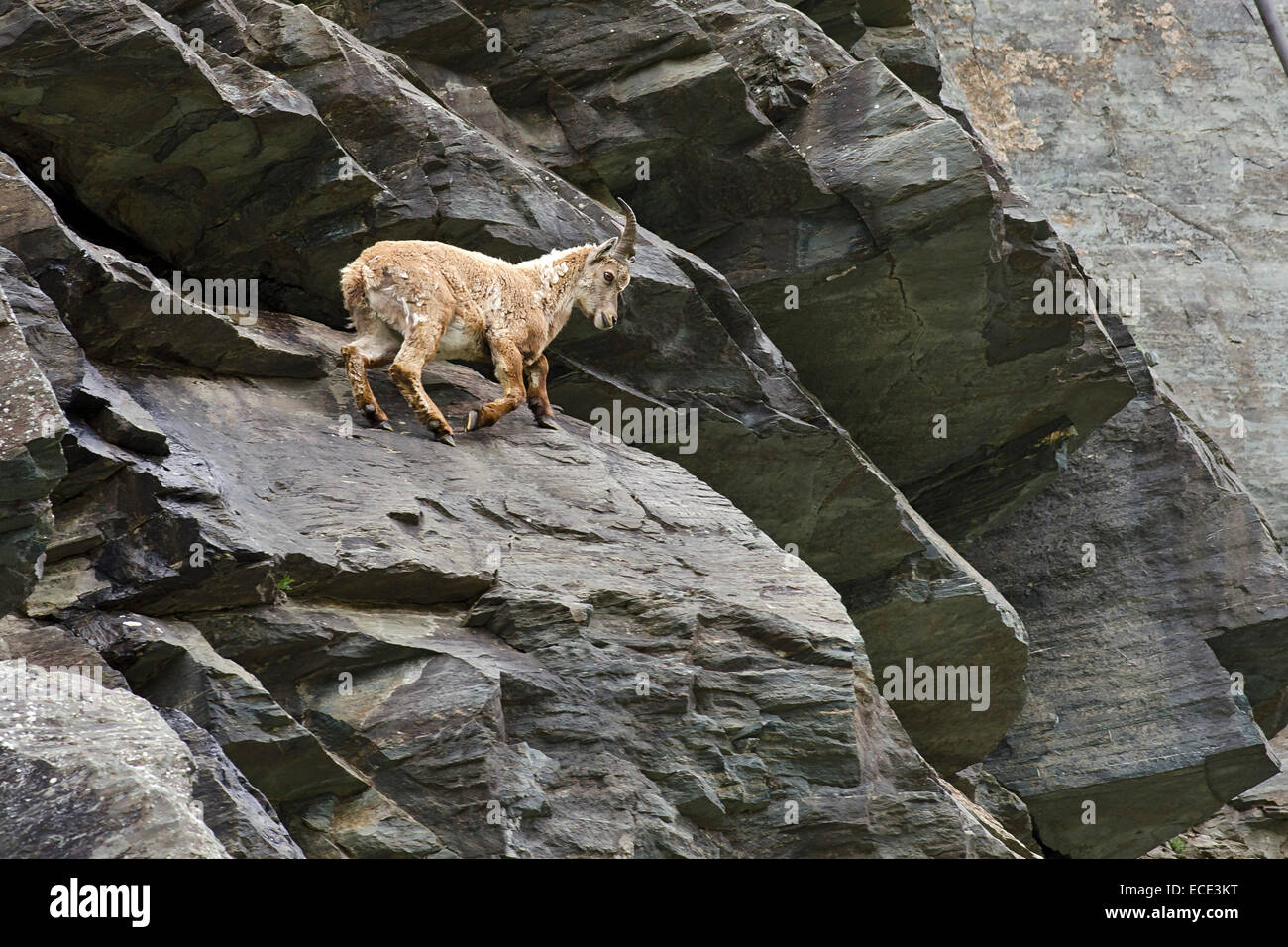 Young ibex capra male hi-res stock photography and images - Alamy