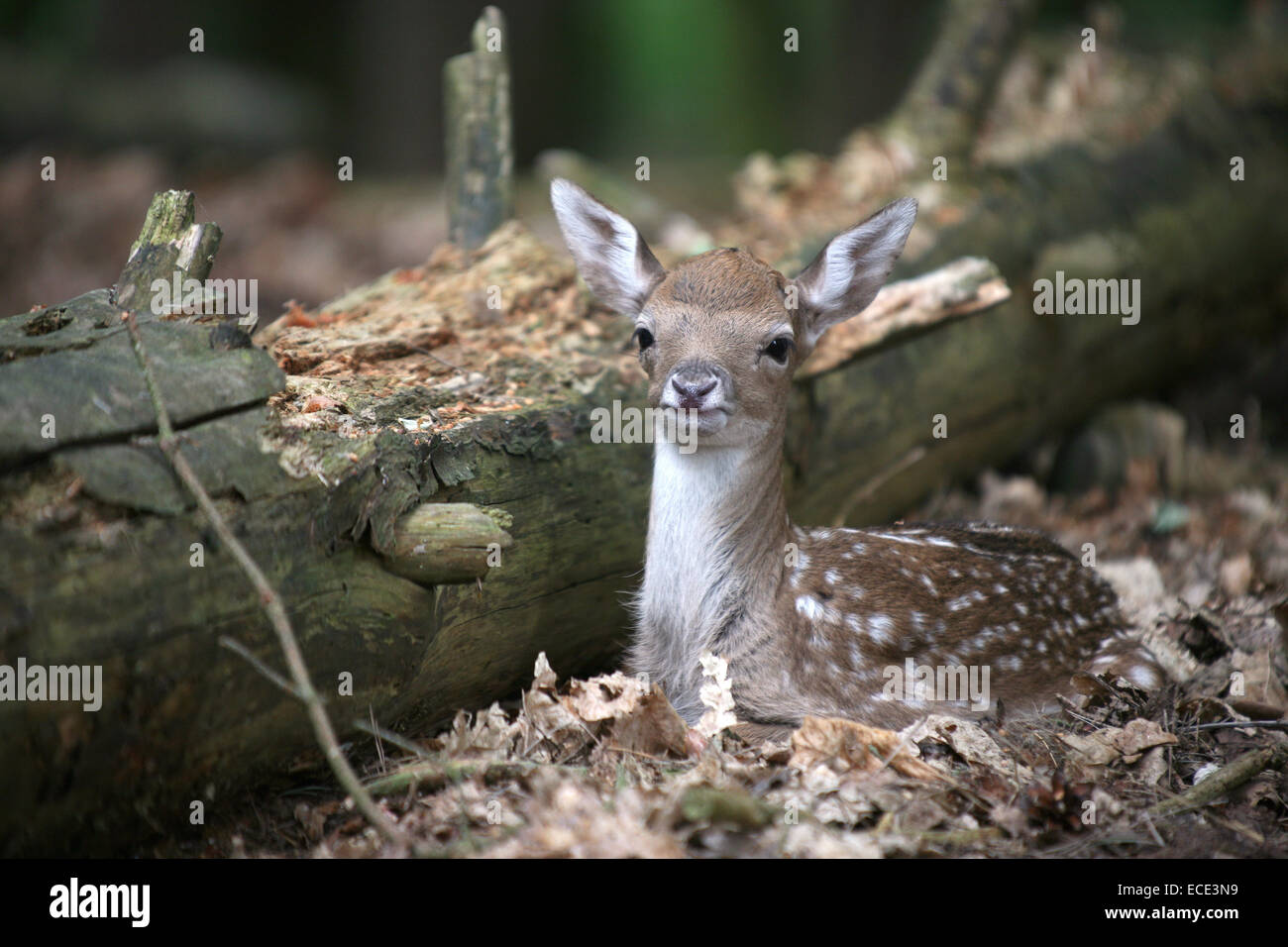 Captive born hi-res stock photography and images - Alamy