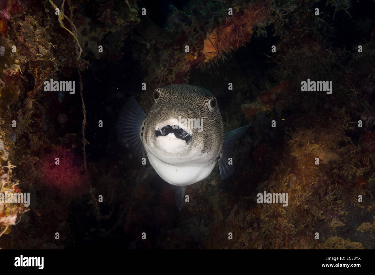 Starry Puffer, Pufferfish (Arothron stellatus), Palau, Micronesia Stock ...