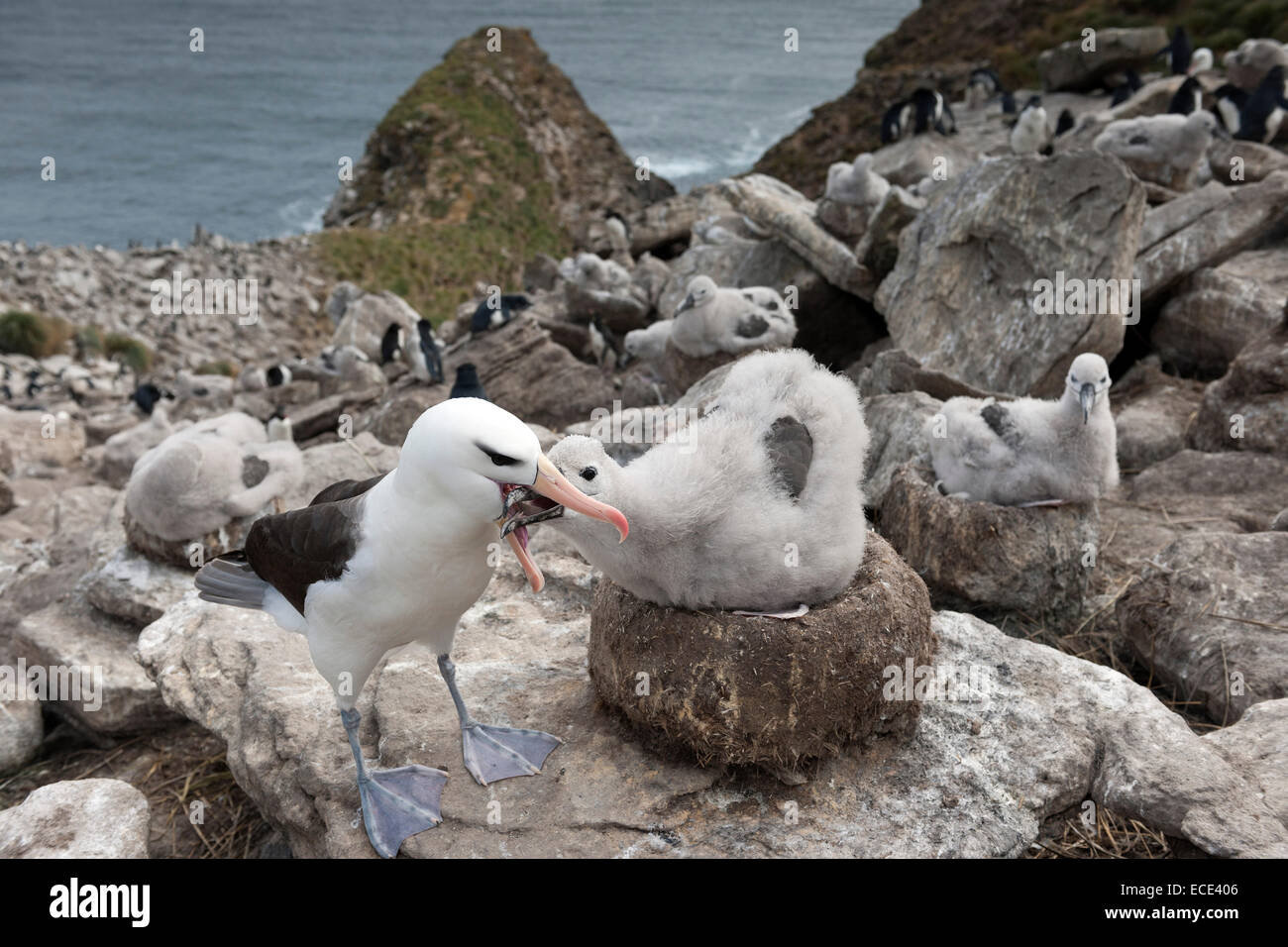 Black-browed albatross (Thalassarche melanophris) feeding chick on nest ...