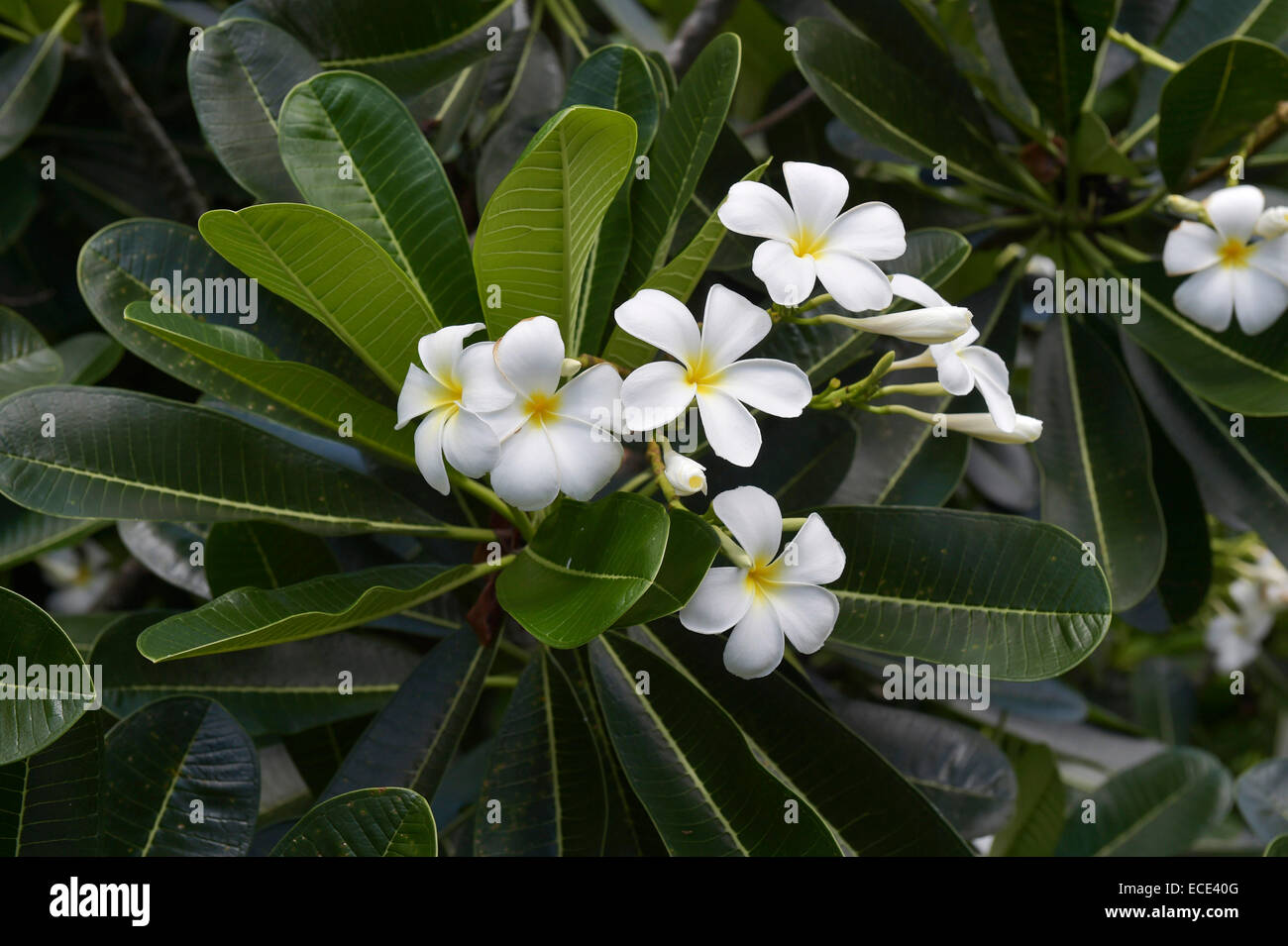 Plumeria sp hi-res stock photography and images - Alamy