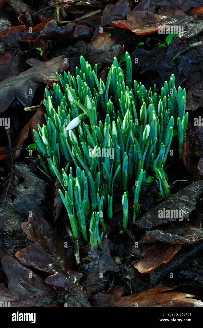Snowdrops in bud Stock Photo - Alamy