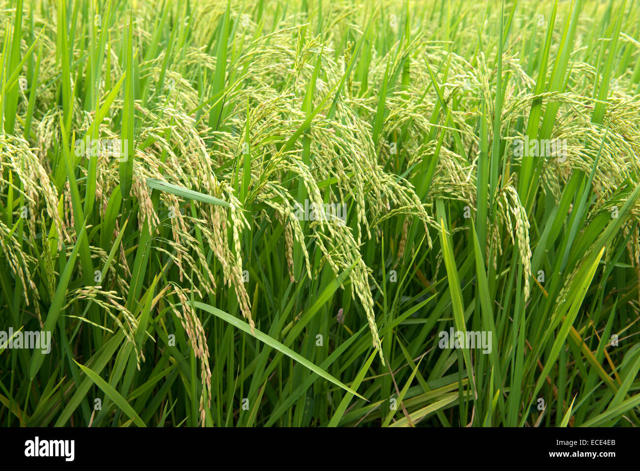 closeup of rice fields in Thailand Stock Photo - Alamy