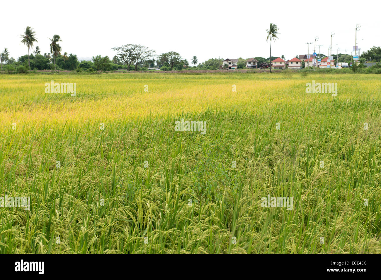 The beautiful landscape of rice fields in Thailand Stock Photo - Alamy