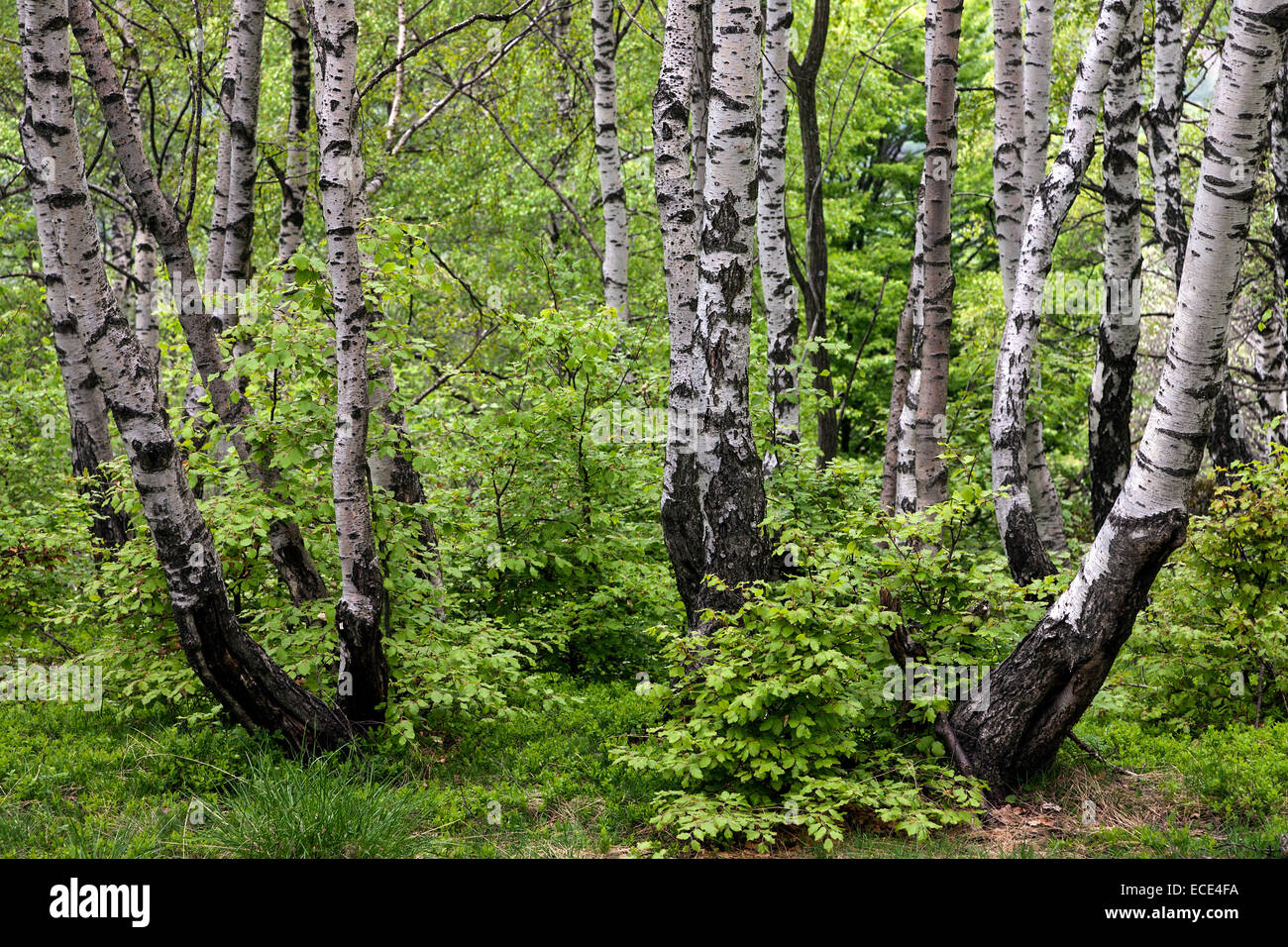 Grove birch hi-res stock photography and images - Alamy